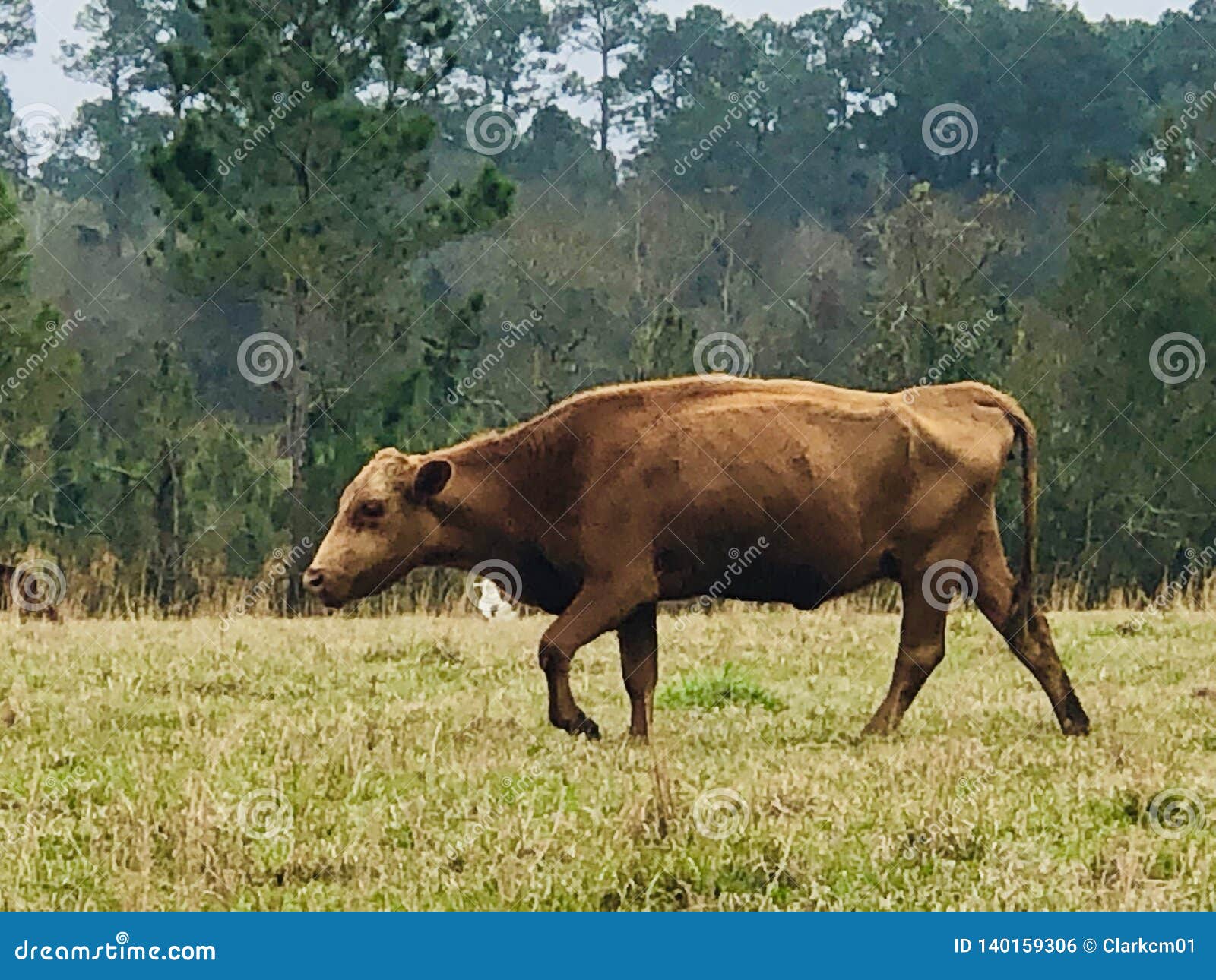 Big cow stock photo. Image of brown, open, field, walking - 140159306