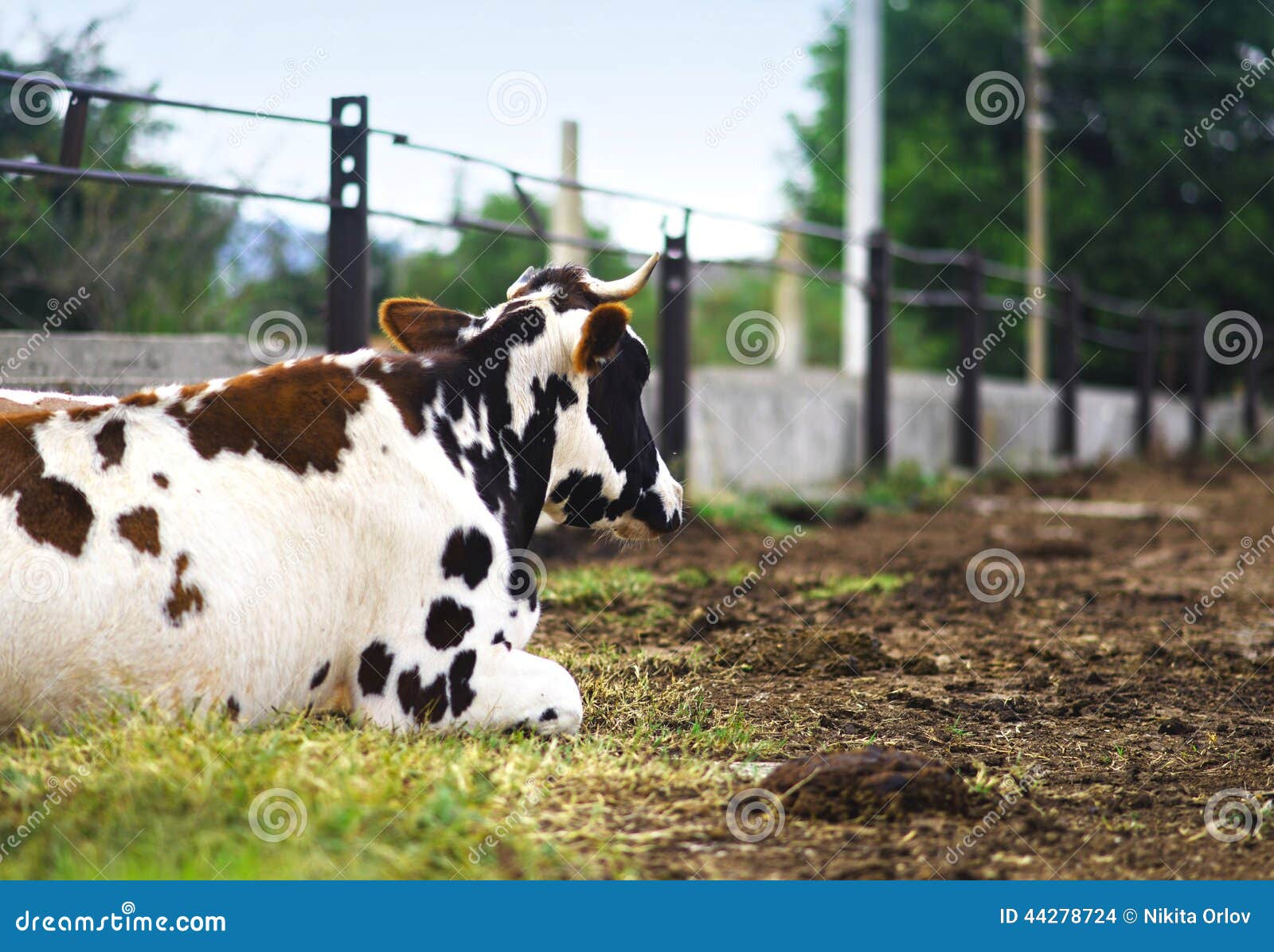 Big cow break stock photo. Image of landscape, food, horn - 44278724