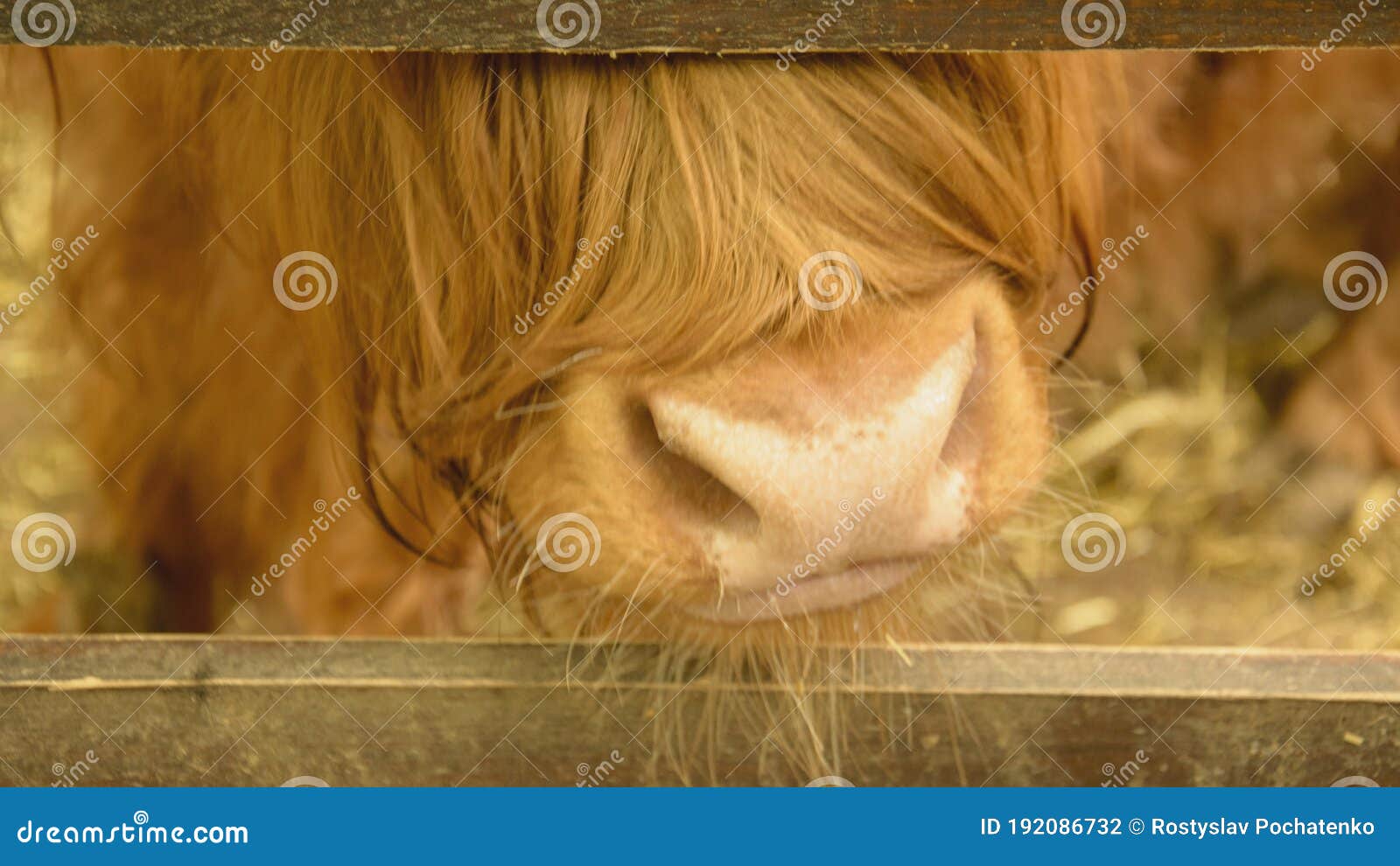 Scottish Cow Resting on the Farm Stock Photo - Image of milk, cowshed ...