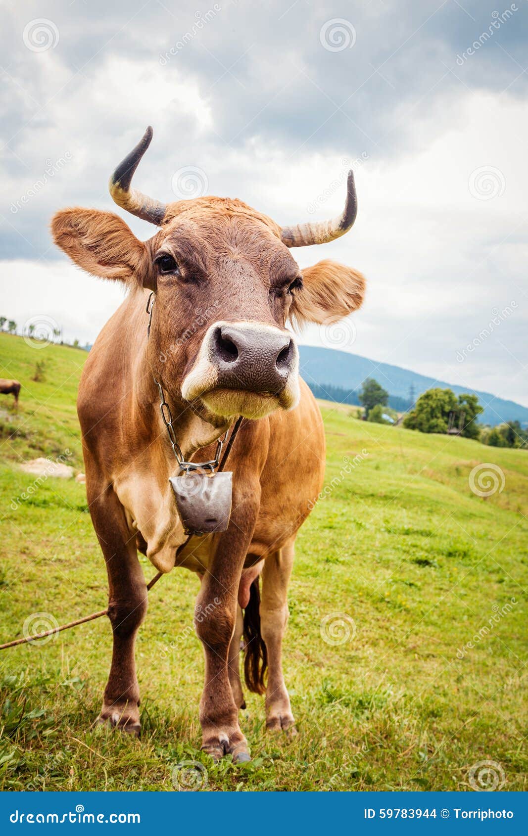 Big cow on green pasture stock photo. Image of eating - 59783944