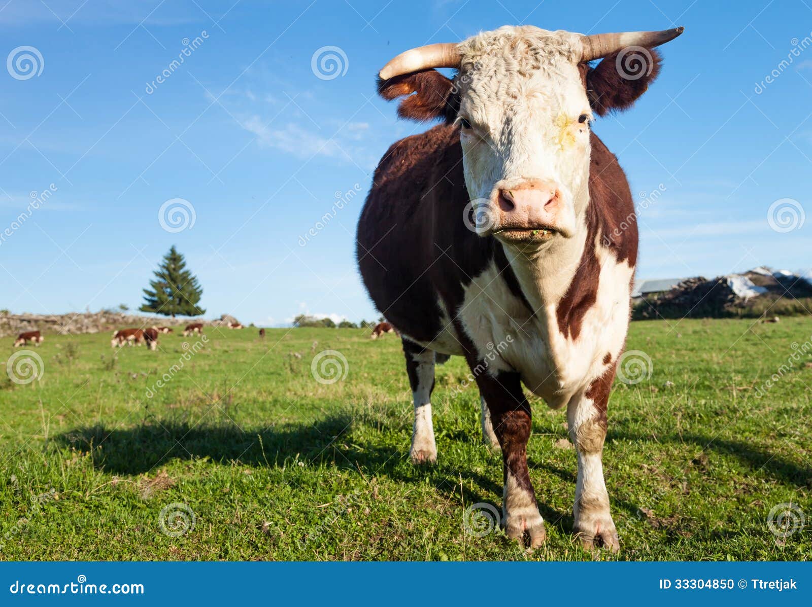 Big Cow stock photo. Image of brown, mammal, pasture - 33304850