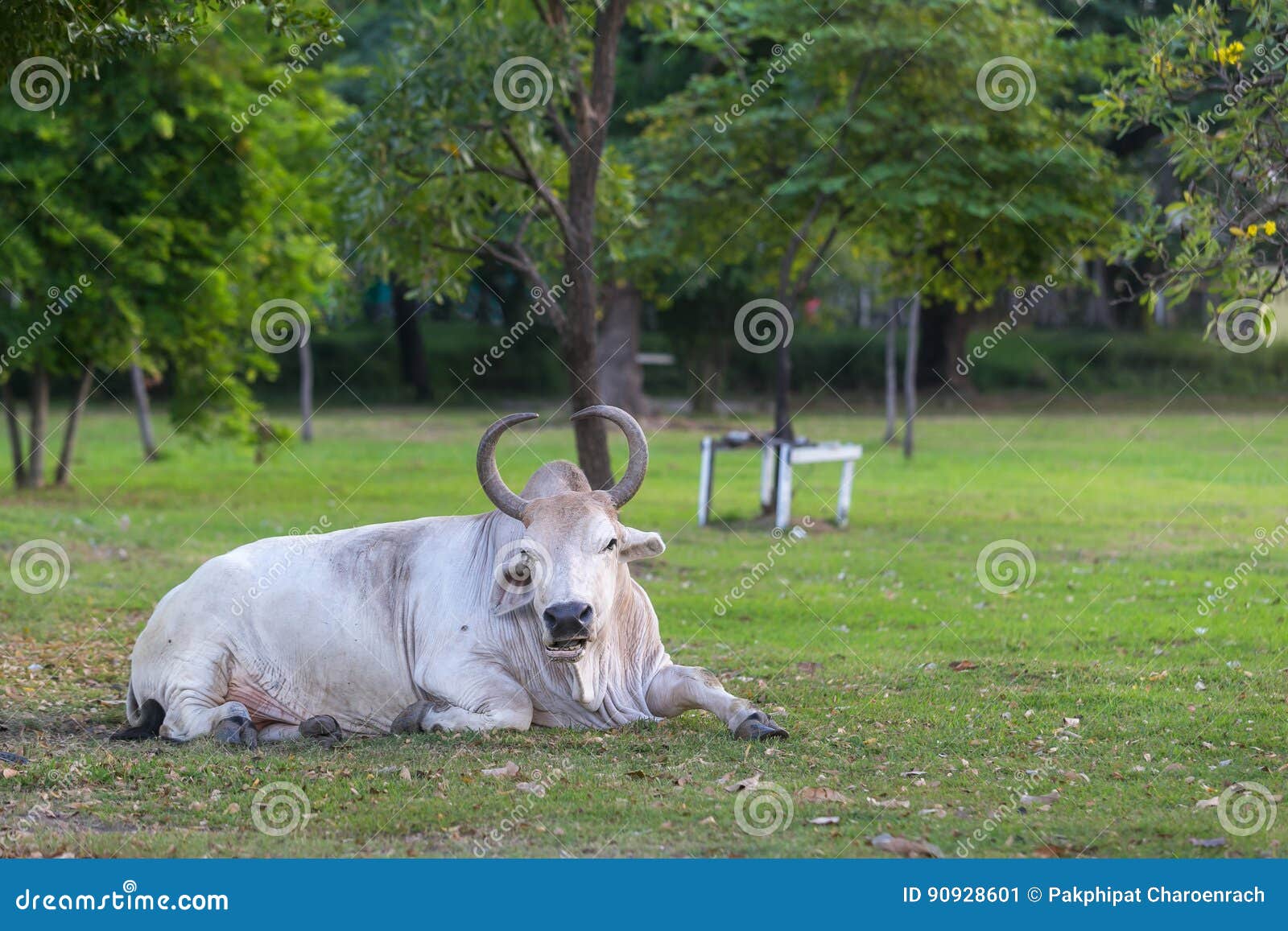 Big Cow in the park. stock image. Image of farm, asia - 90928601
