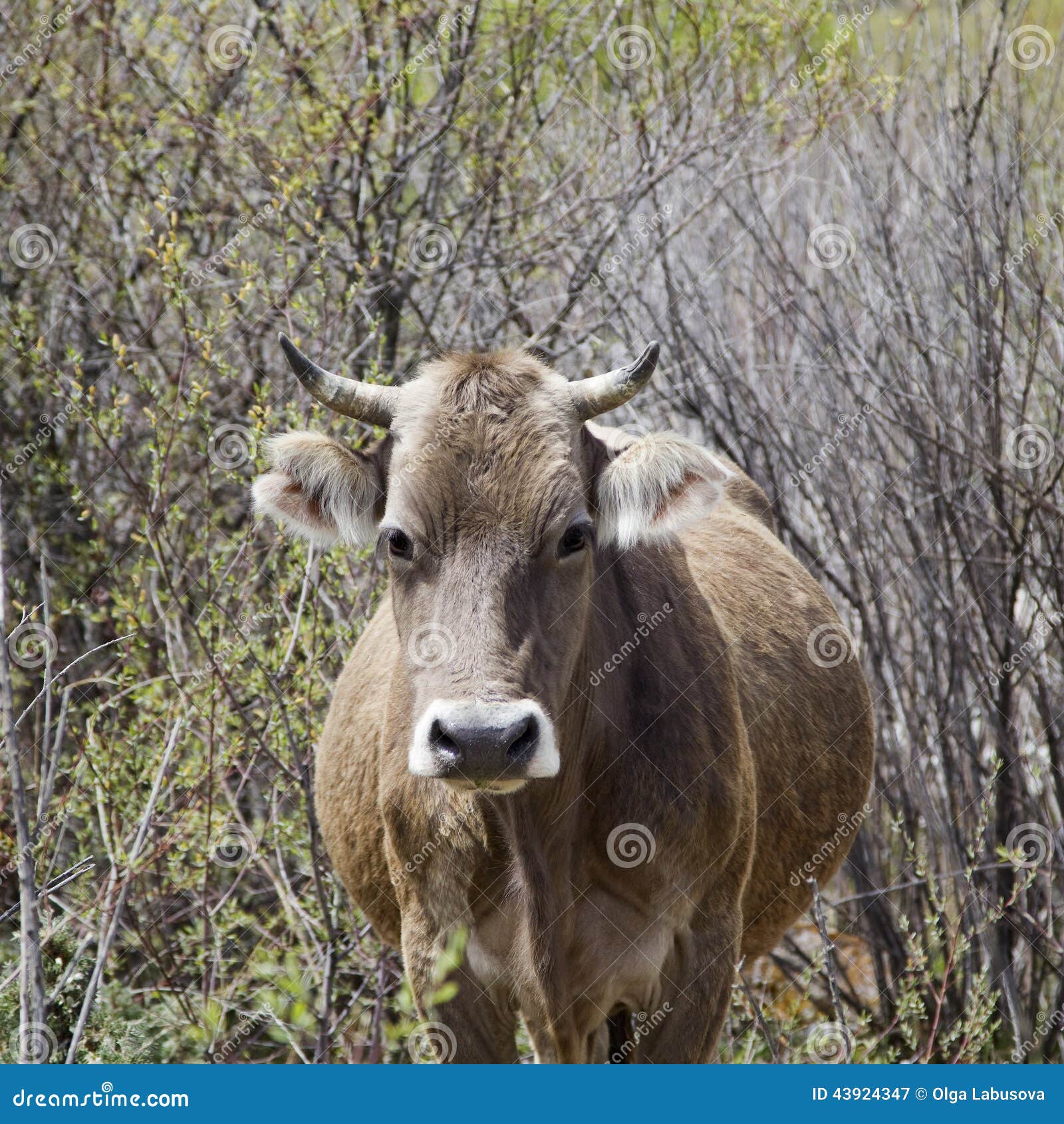 Big cow stock image. Image of outdoors, milk, farm, pets - 43924347