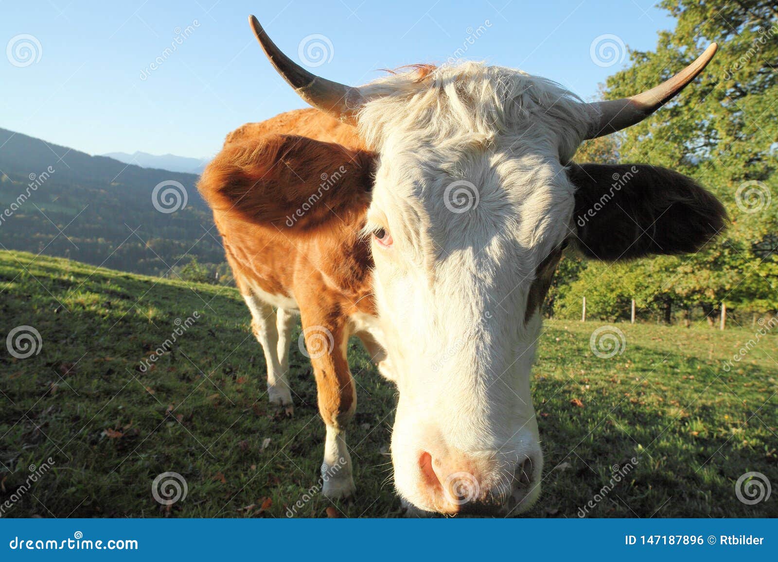 Big cow portrait stock photo. Image of milk, agriculture - 147187896
