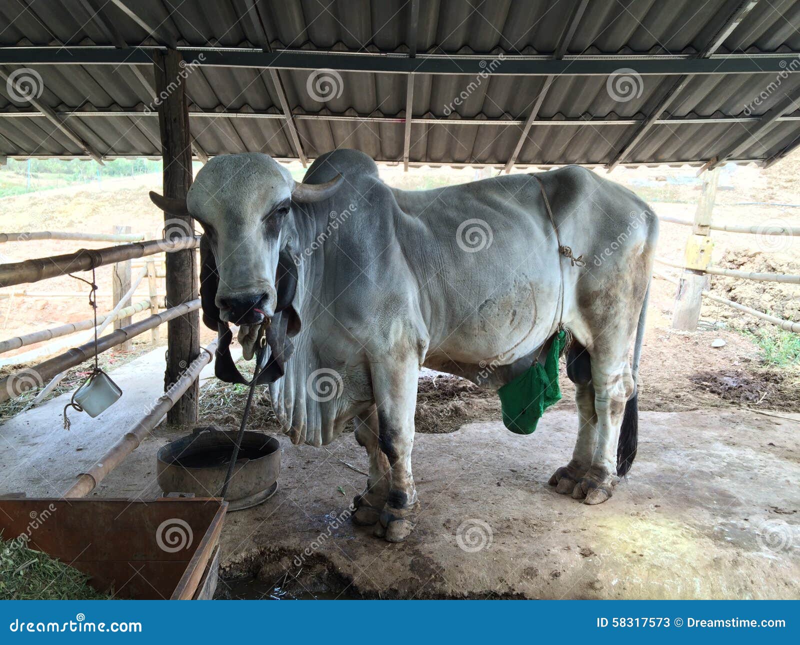 Big cow stock image. Image of white - 58317573