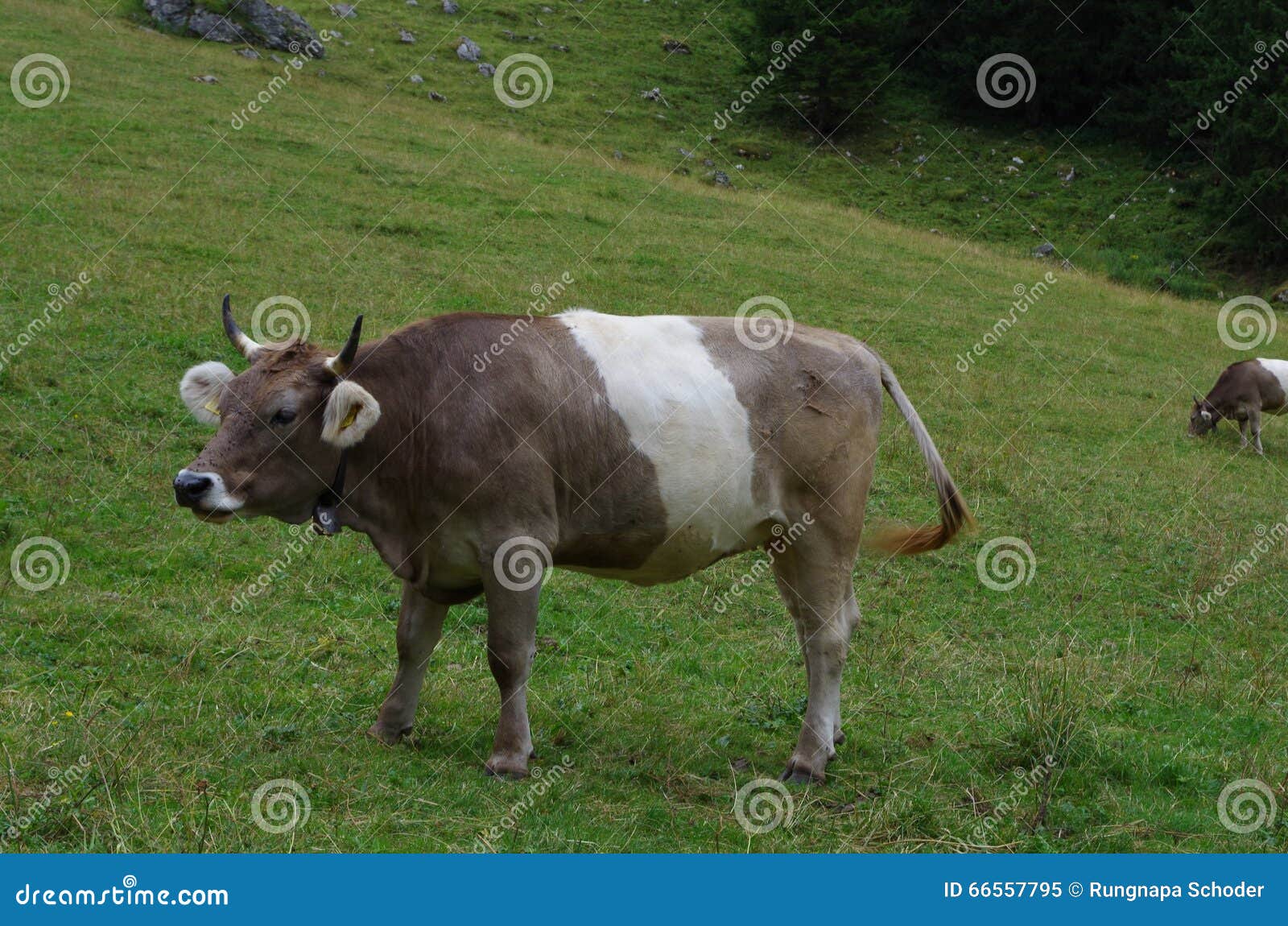 A big cow stock image. Image of green, horn, farm, land - 66557795