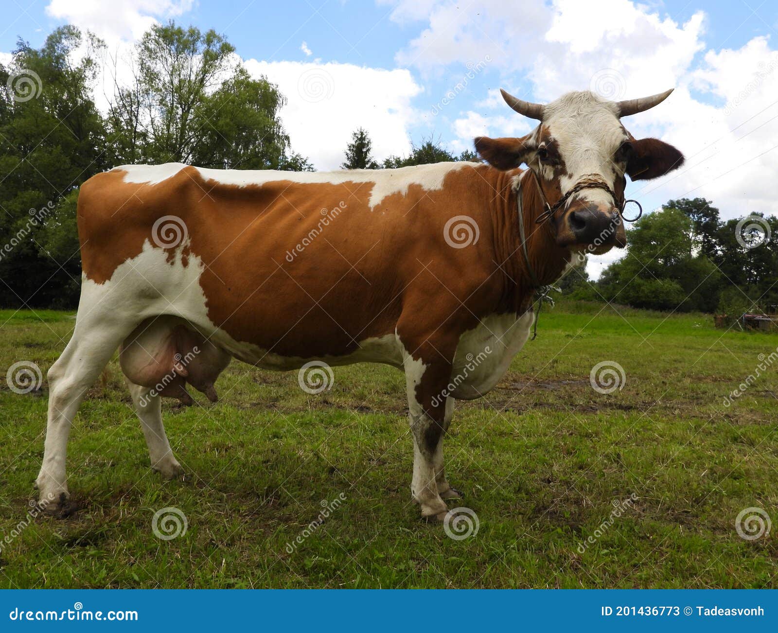 Big Agro Cow Stock Photos - Free & Royalty-Free Stock Photos from ...