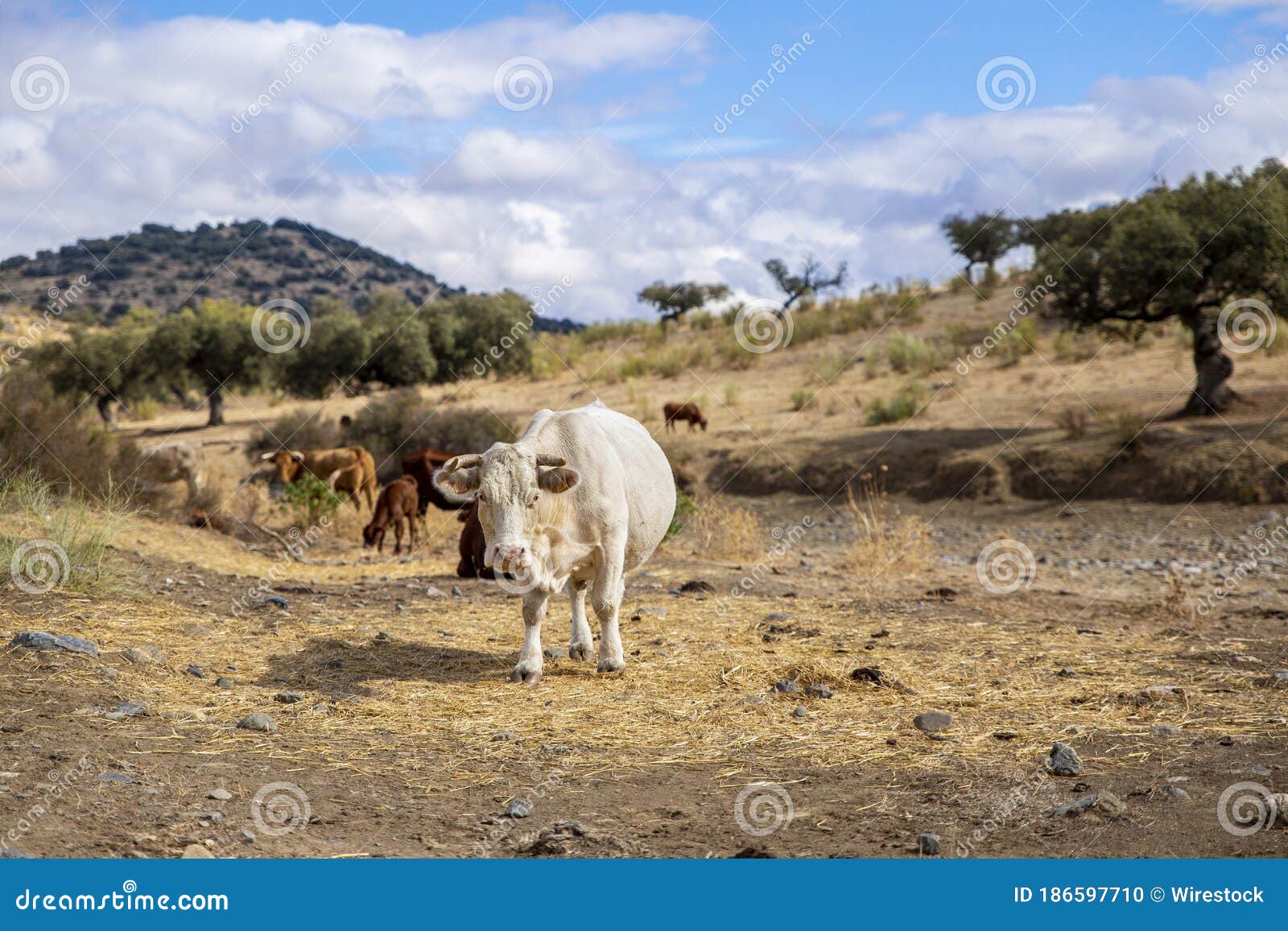 Big Cows in the Dry Rural Area during Daytime Stock Photo - Image of ...