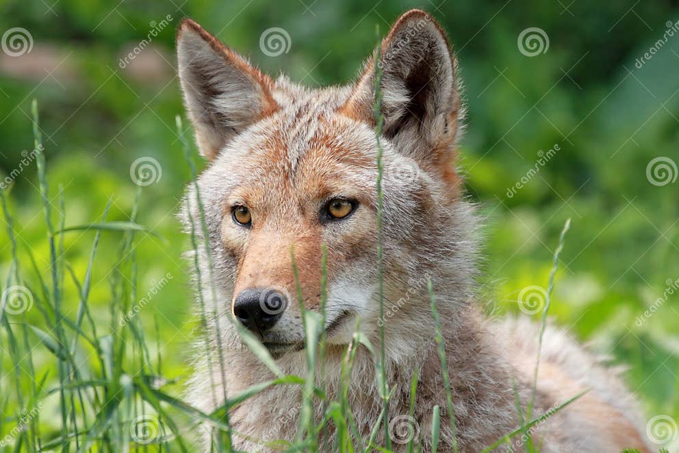 Big coyote stock image. Image of nature, field, power - 32287911