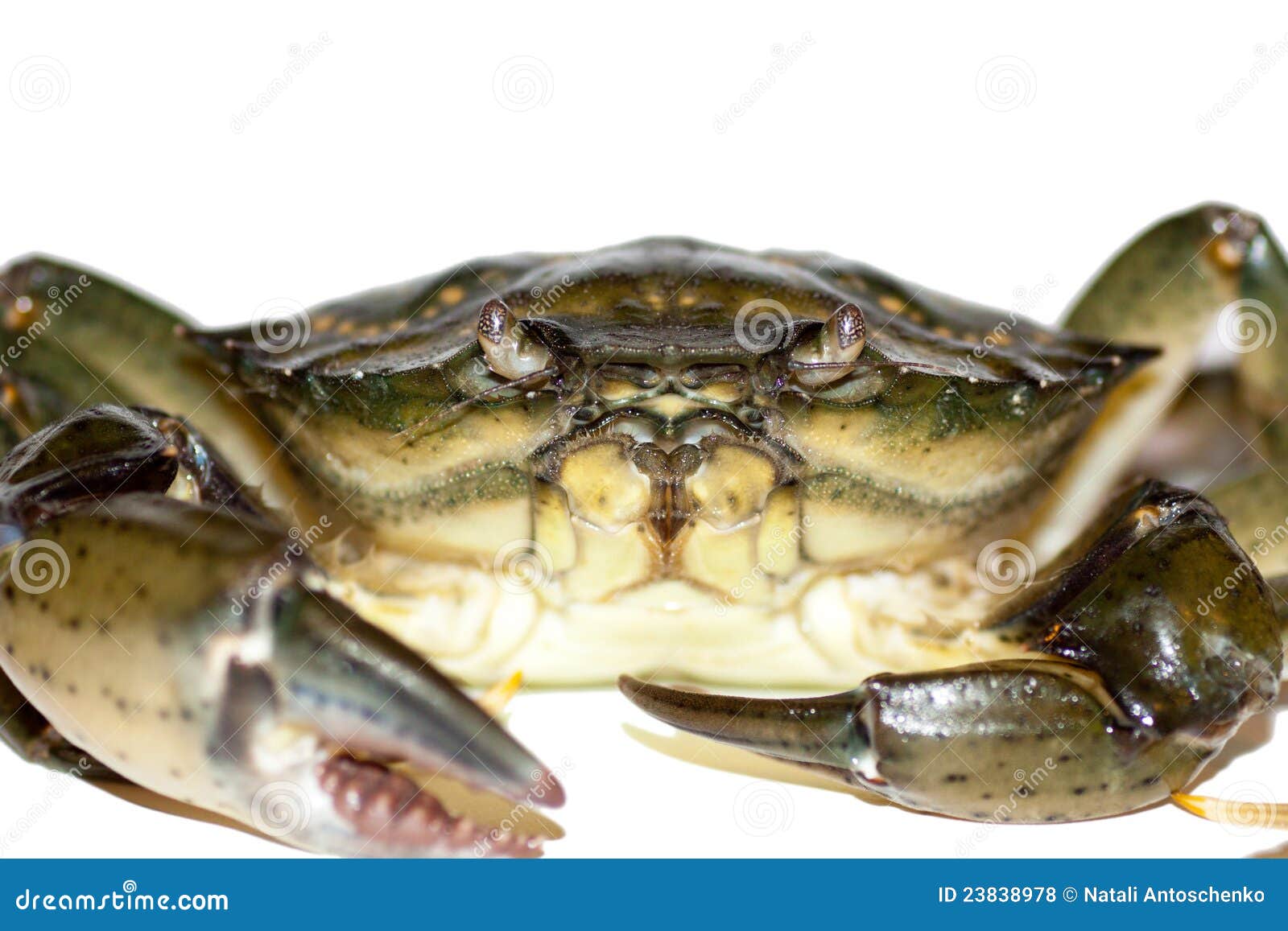 Big crab stock photo. Image of claws, africa, horizontal - 23838978