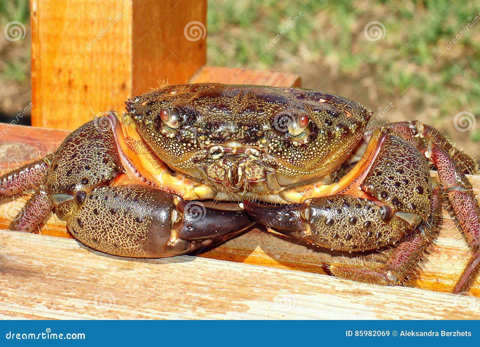 Big crab stock image. Image of closeup, crab, nature - 85982069