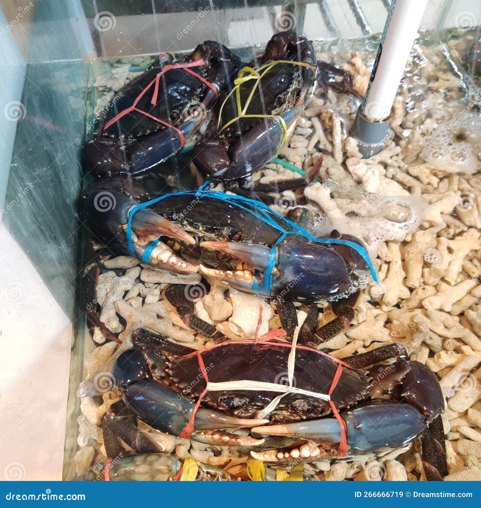 Big Crab from Papua Indonesia Stock Image - Image of crab, bicrab ...