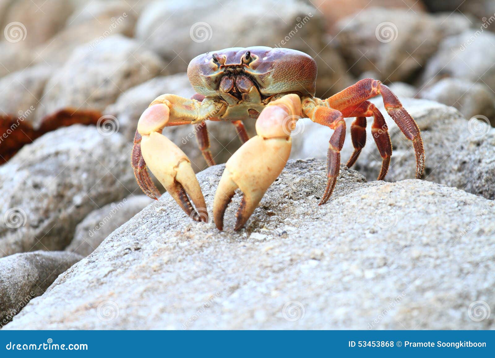 Big crab stock photo. Image of islands, trip, fresh, ocean - 53453868