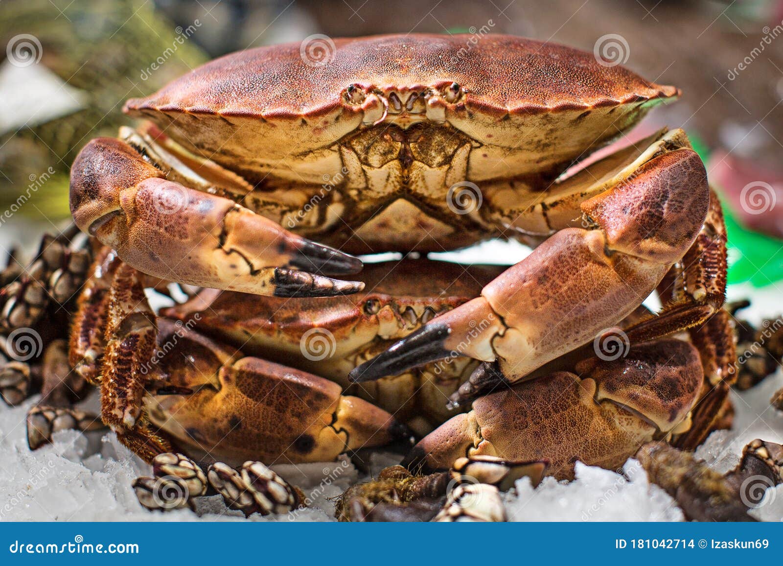A Big Crab on Top and Barnacles on Ice Stock Photo - Image of freshness ...