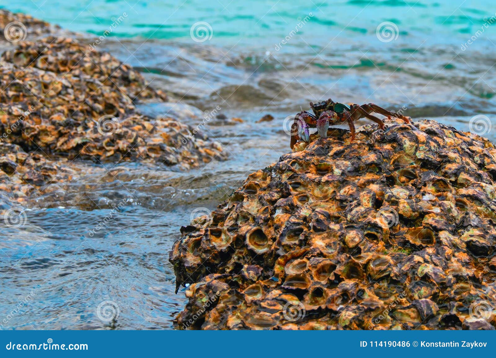 Big Crab on Top of a Coral Reef, High Tide. Stock Photo - Image of ...