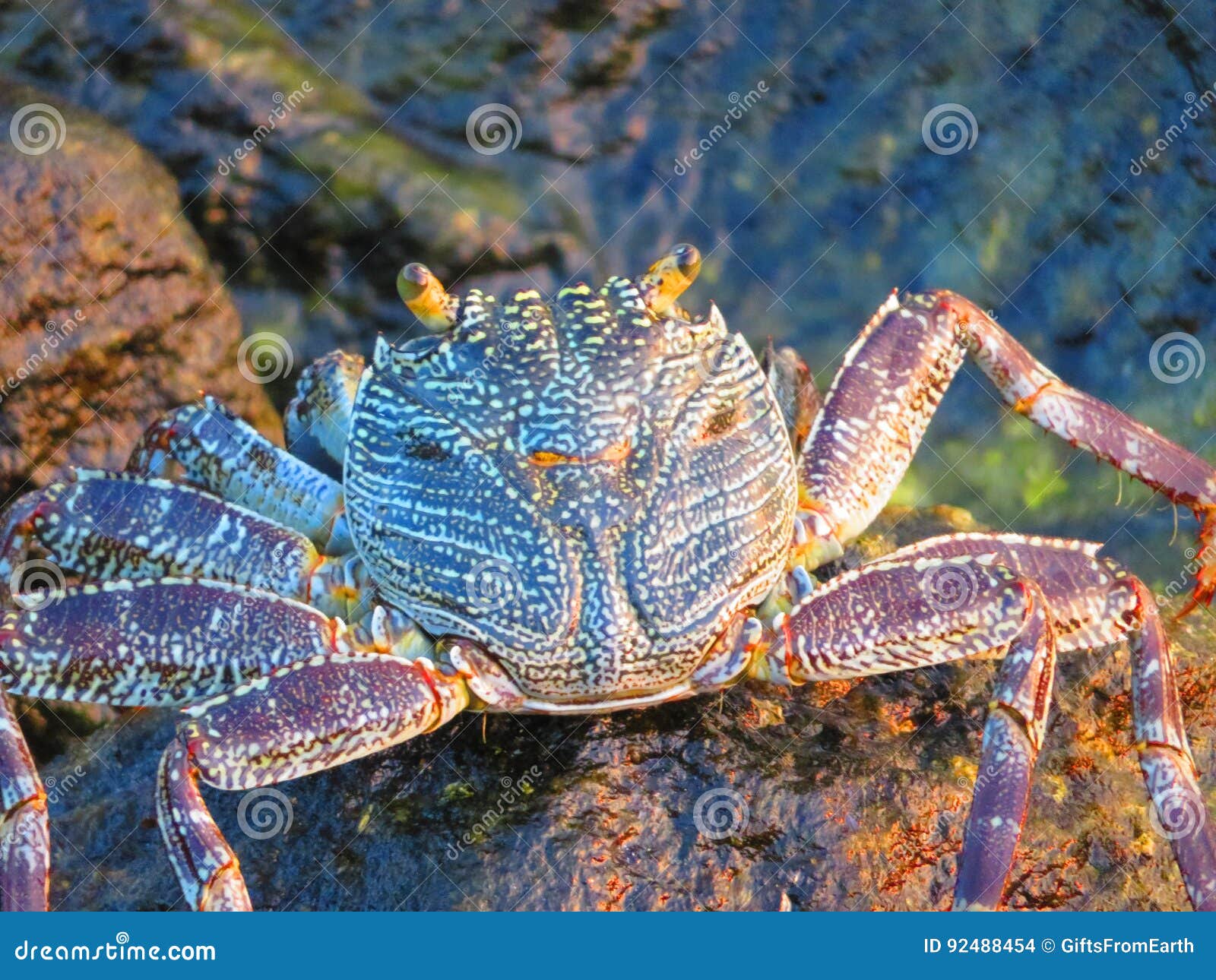 Big crab. stock photo. Image of view, life, marine, foreground - 92488454