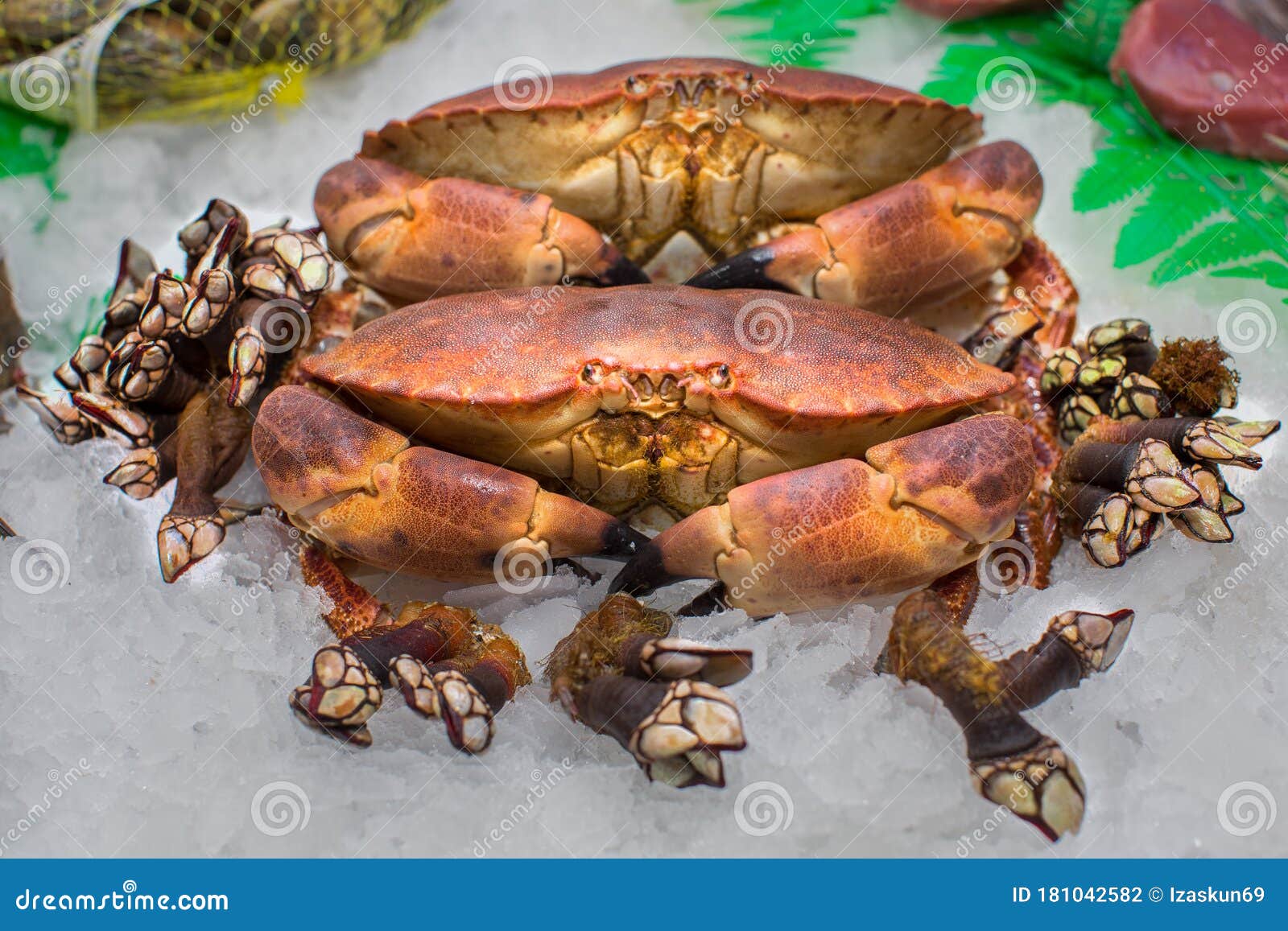 Big Crabs with Barnacles on Ice Stock Photo - Image of lifestyle ...