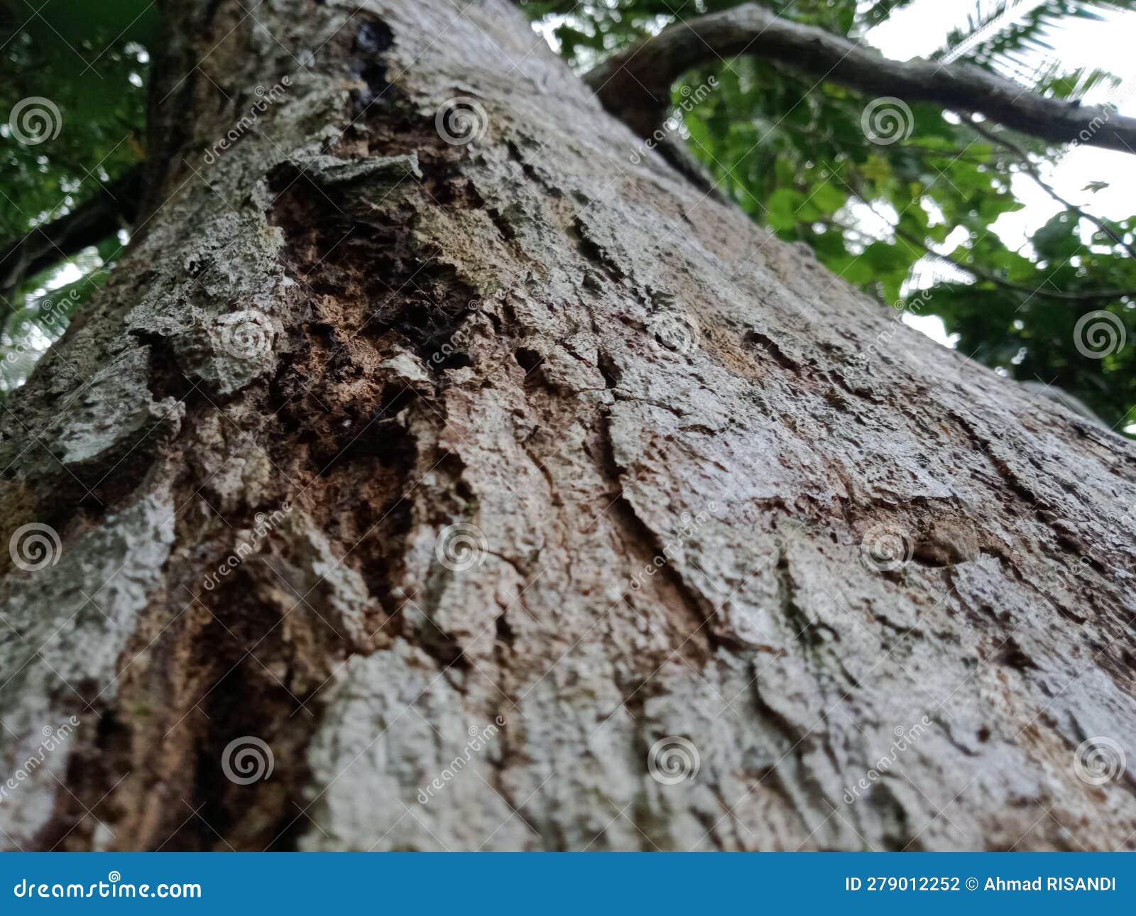 A big crack in a tree stock photo. Image of bigtree - 279012252