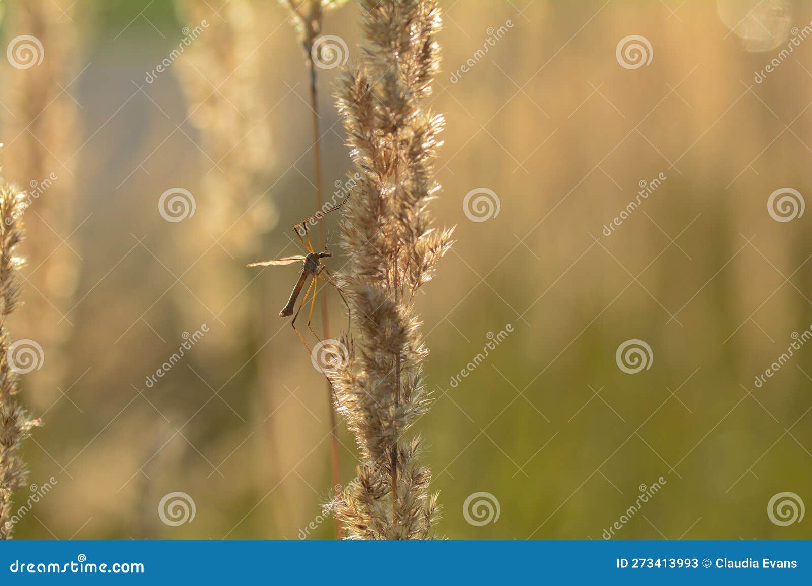 Big Crane Fly in the Sunlight Stock Image - Image of background ...