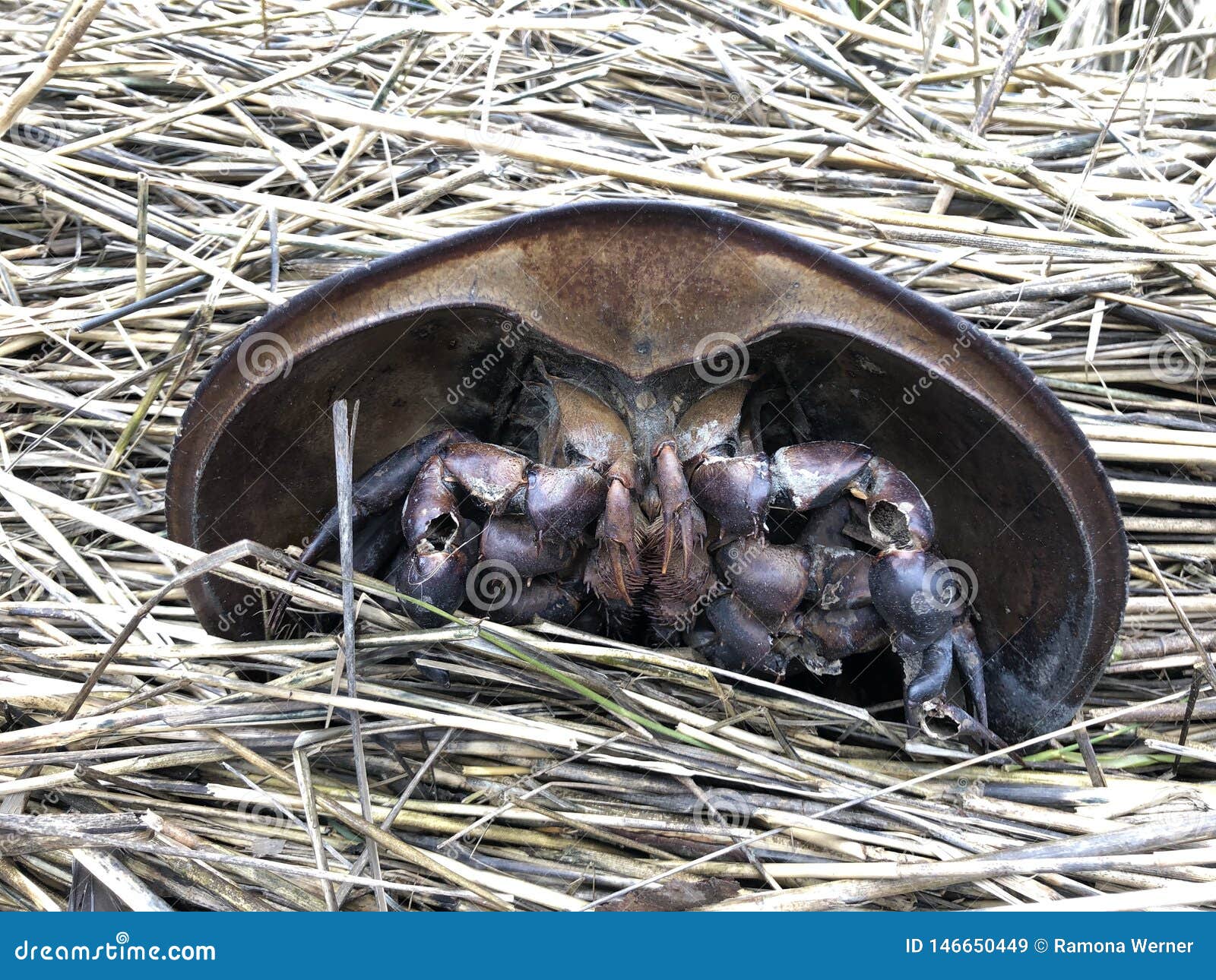Big crawler stock image. Image of giant, crawler, straw - 146650449