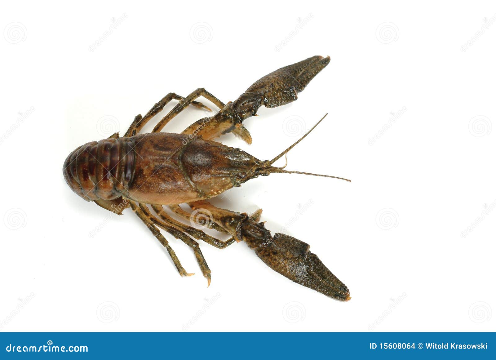 Big crayfish stock photo. Image of nature, gourmet, lobster - 15608064
