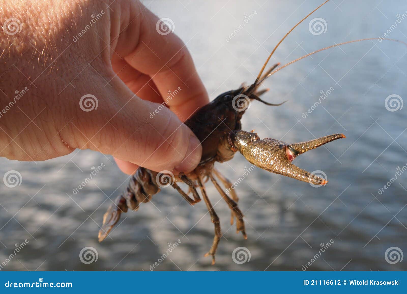 Big crayfish stock photo. Image of arthropod, east, water - 21116612