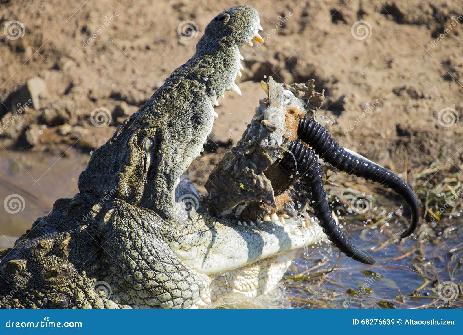 Big Crocodile Eats the Head of Springbok with Horns Stock Image - Image ...