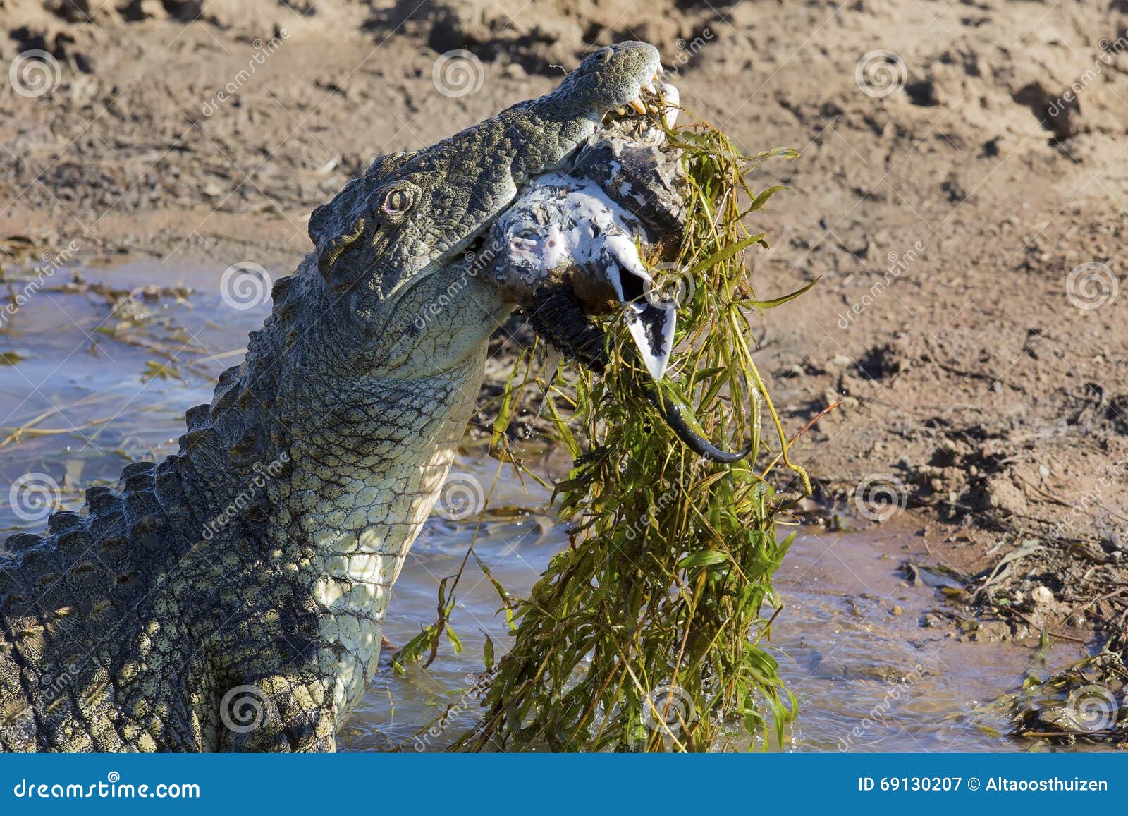 Big Crocodile Eats the Head of Springbok with Horns Stock Image - Image ...