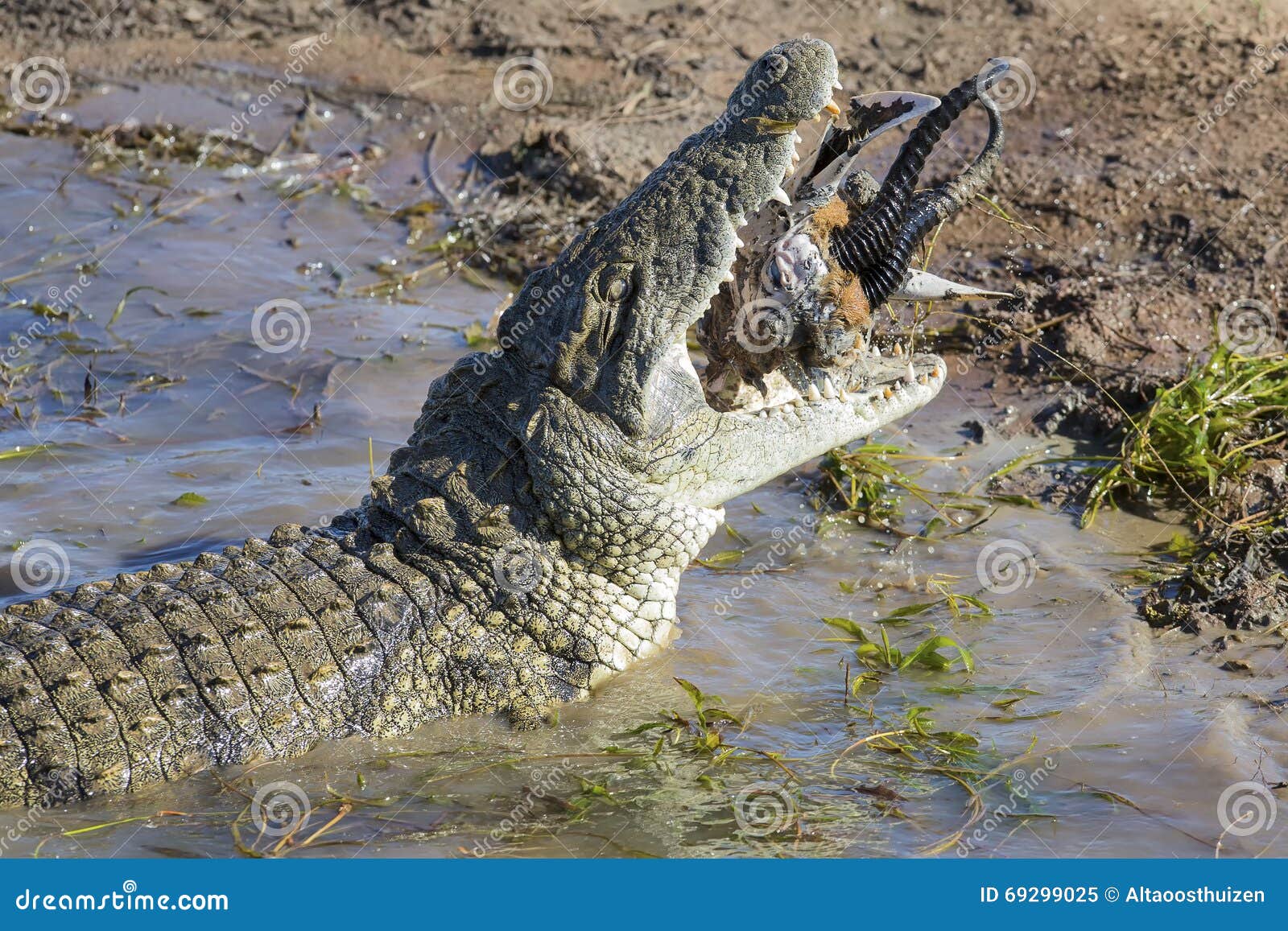 Big Crocodile Eats the Head of Springbok with Horns Stock Image - Image ...