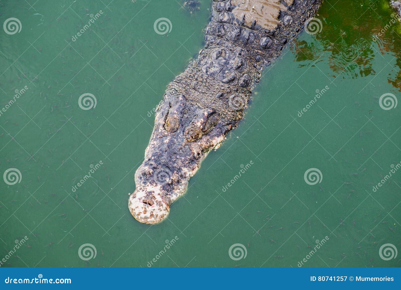 Big crocodile in pond stock image. Image of creature - 80741257