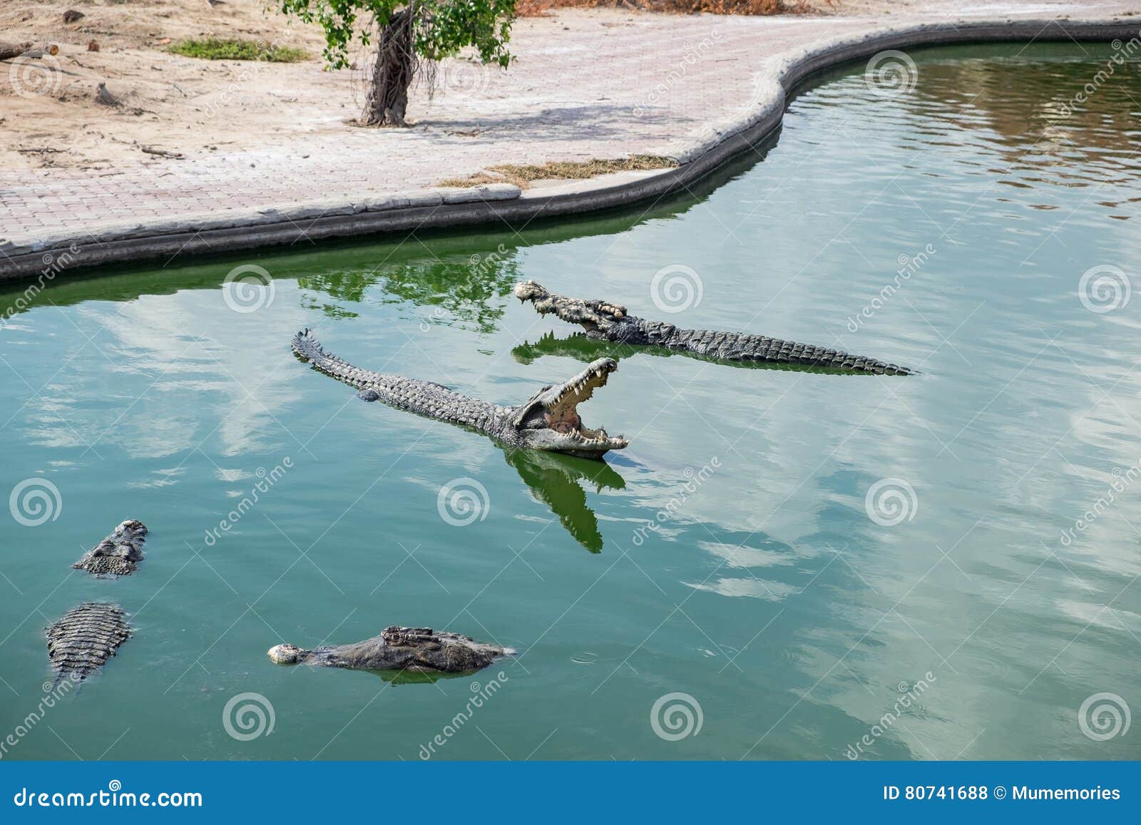 Big crocodile in pond stock photo. Image of danger, leather - 80741688