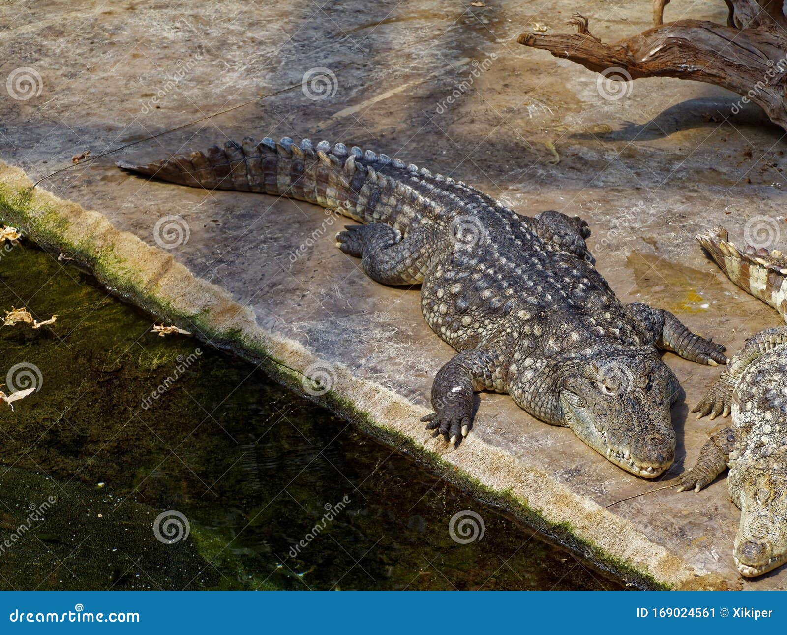 Big Crocodile Resting during Sunny Day Stock Image - Image of predator ...