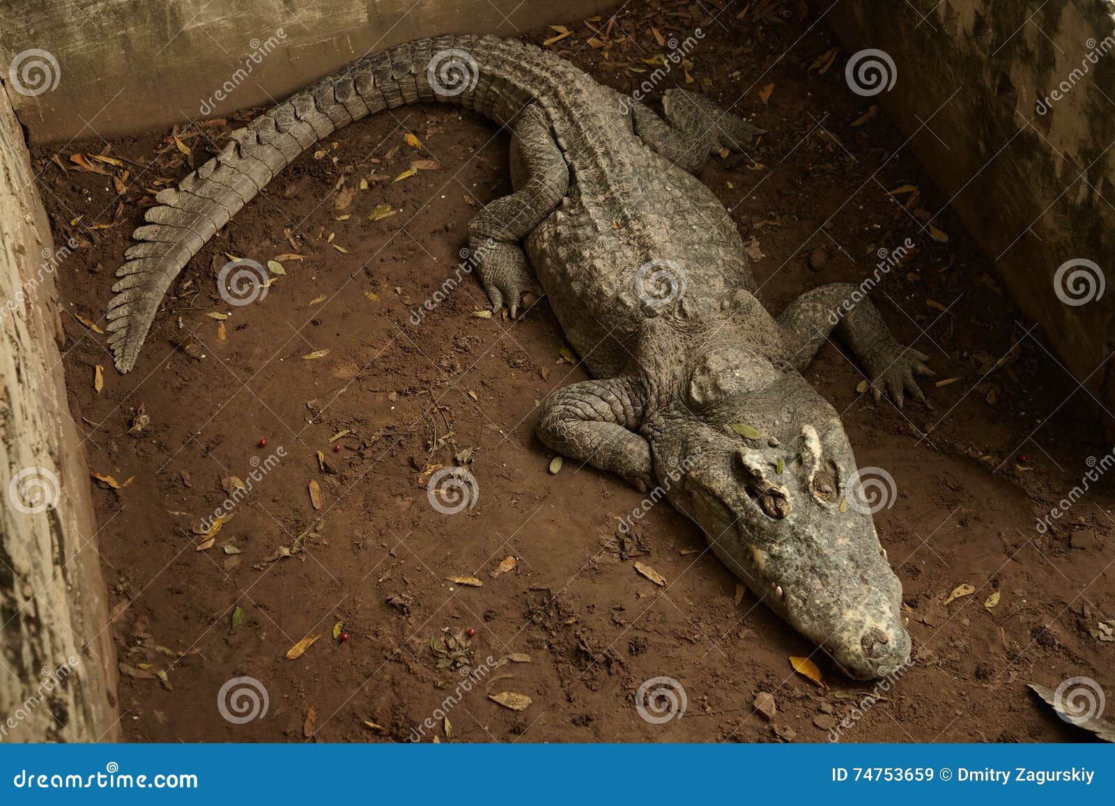 Big Crocodile Sleeping in Thailand Stock Image - Image of climate ...