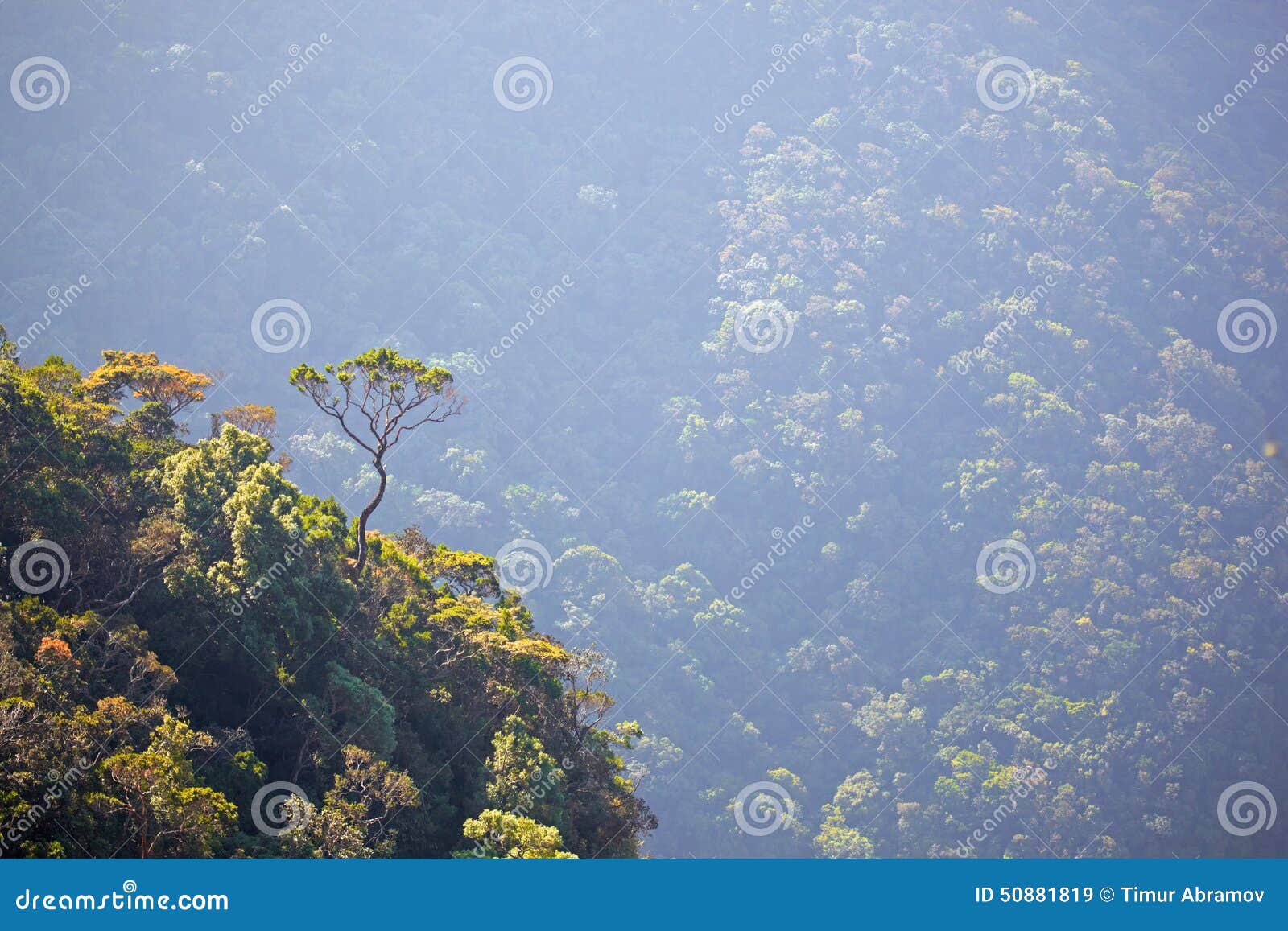 Big Crooked Tree on the Edge of a Steep Mountain Stock Image - Image of ...