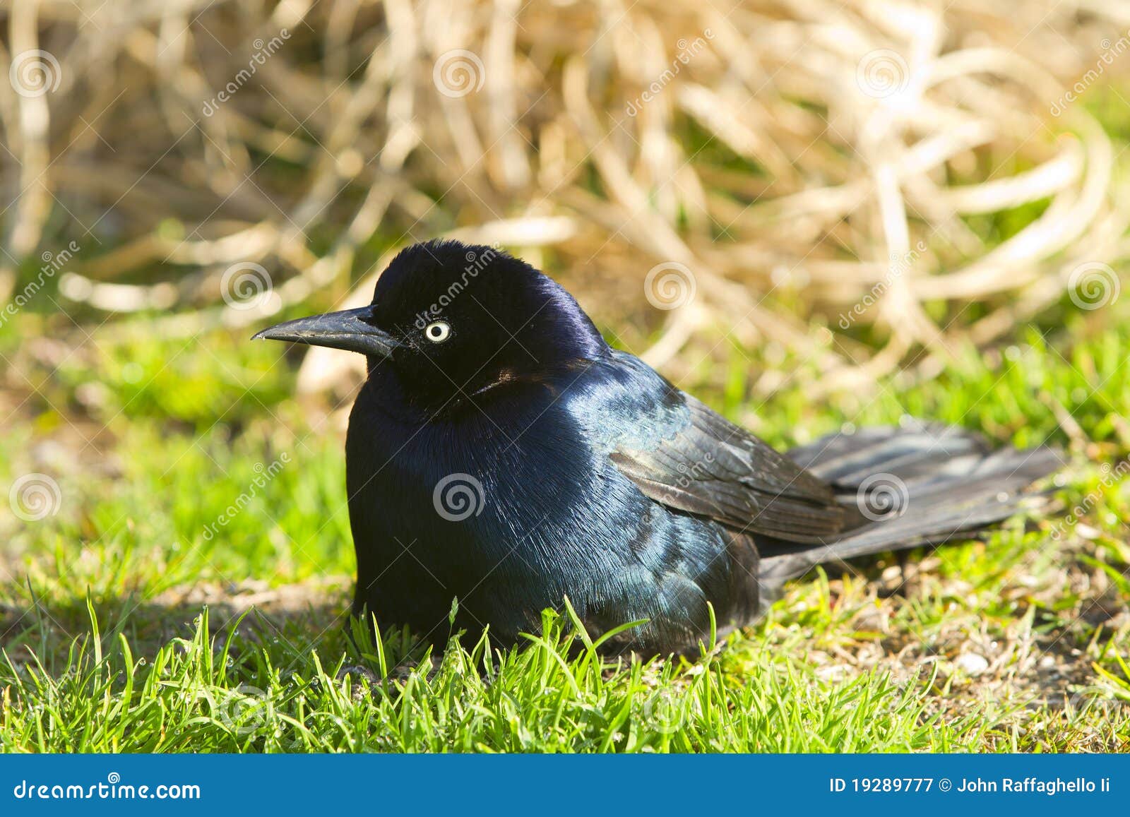 Big Crow stock image. Image of outdoor, black, animal - 19289777