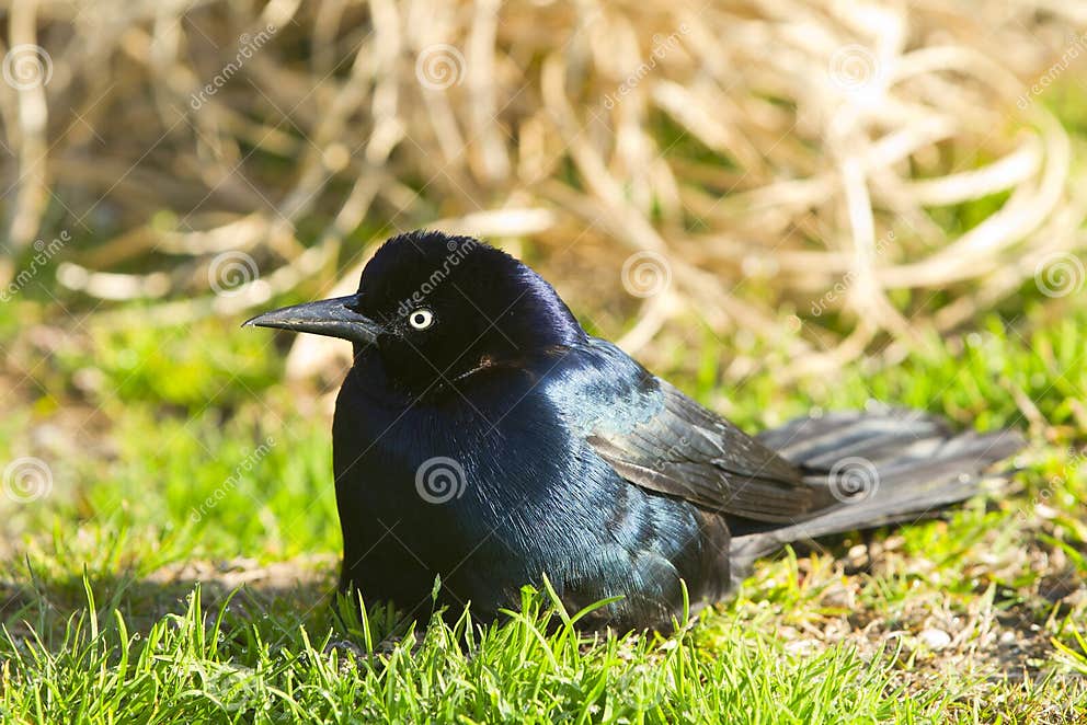 Big Crow stock image. Image of outdoor, black, animal - 19289777