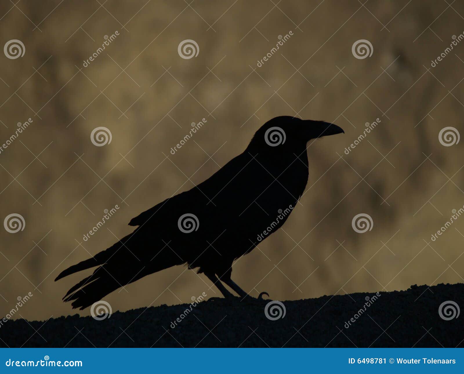 A big crow in Death Valley stock image. Image of mood - 6498781