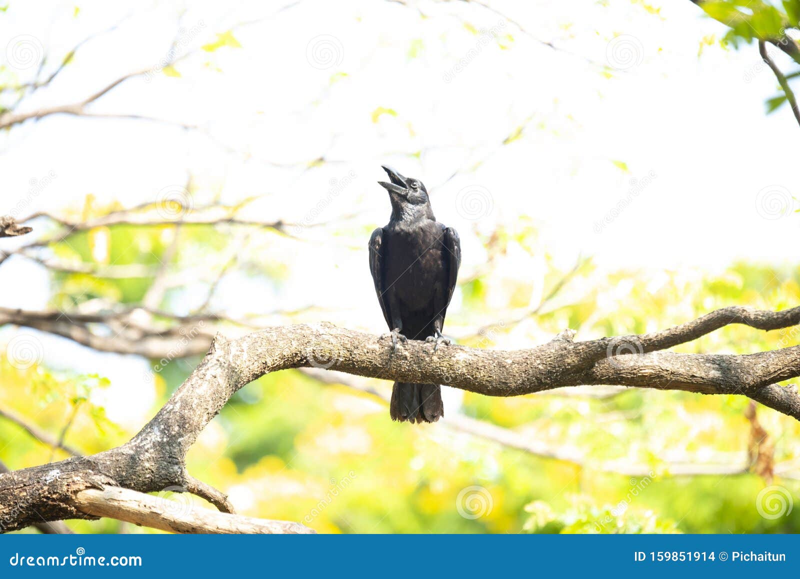 Eastern jungle crow stock photo. Image of park, corvus - 159851914
