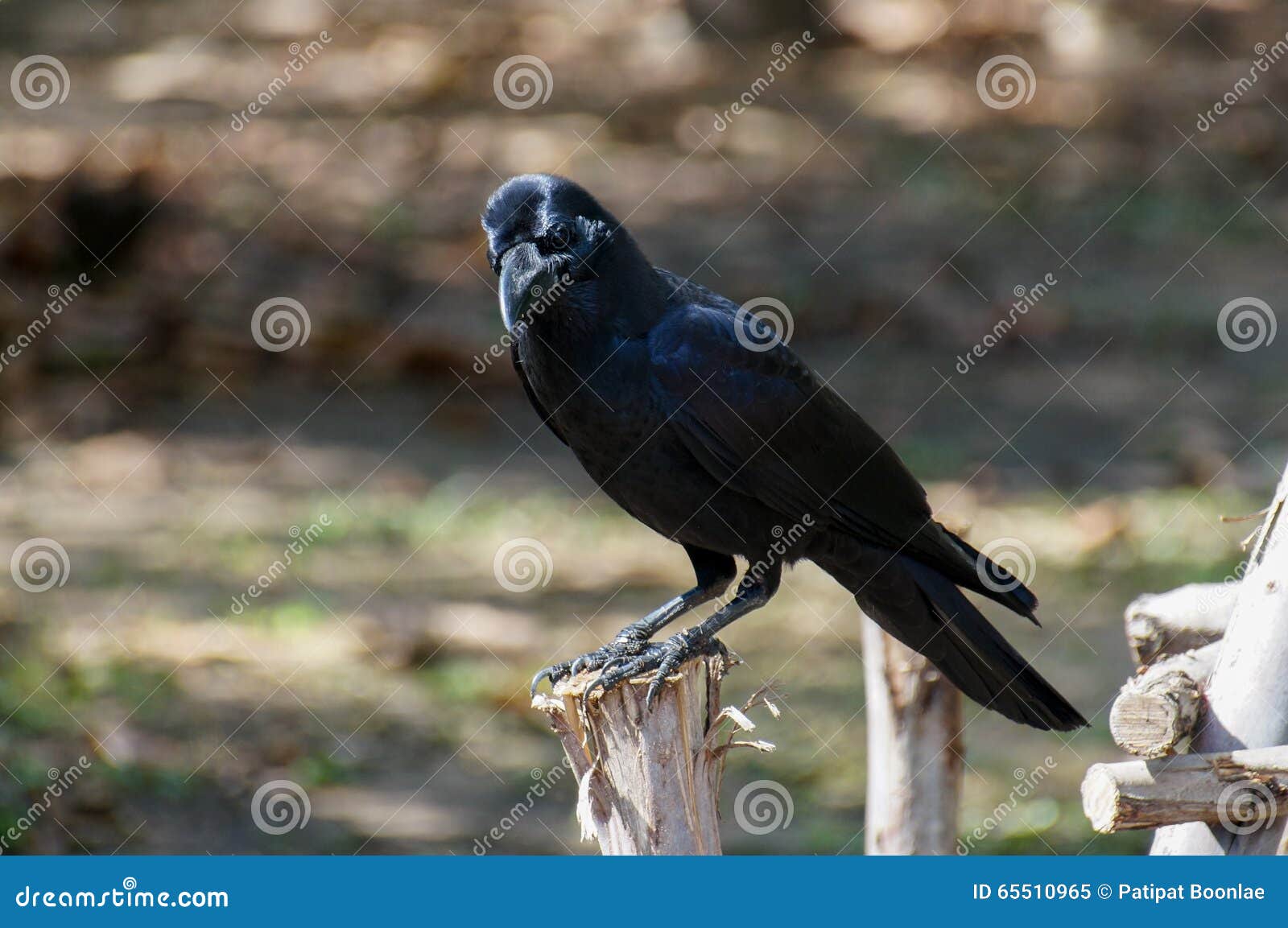 Big crow showing interest stock image. Image of crow - 65510965