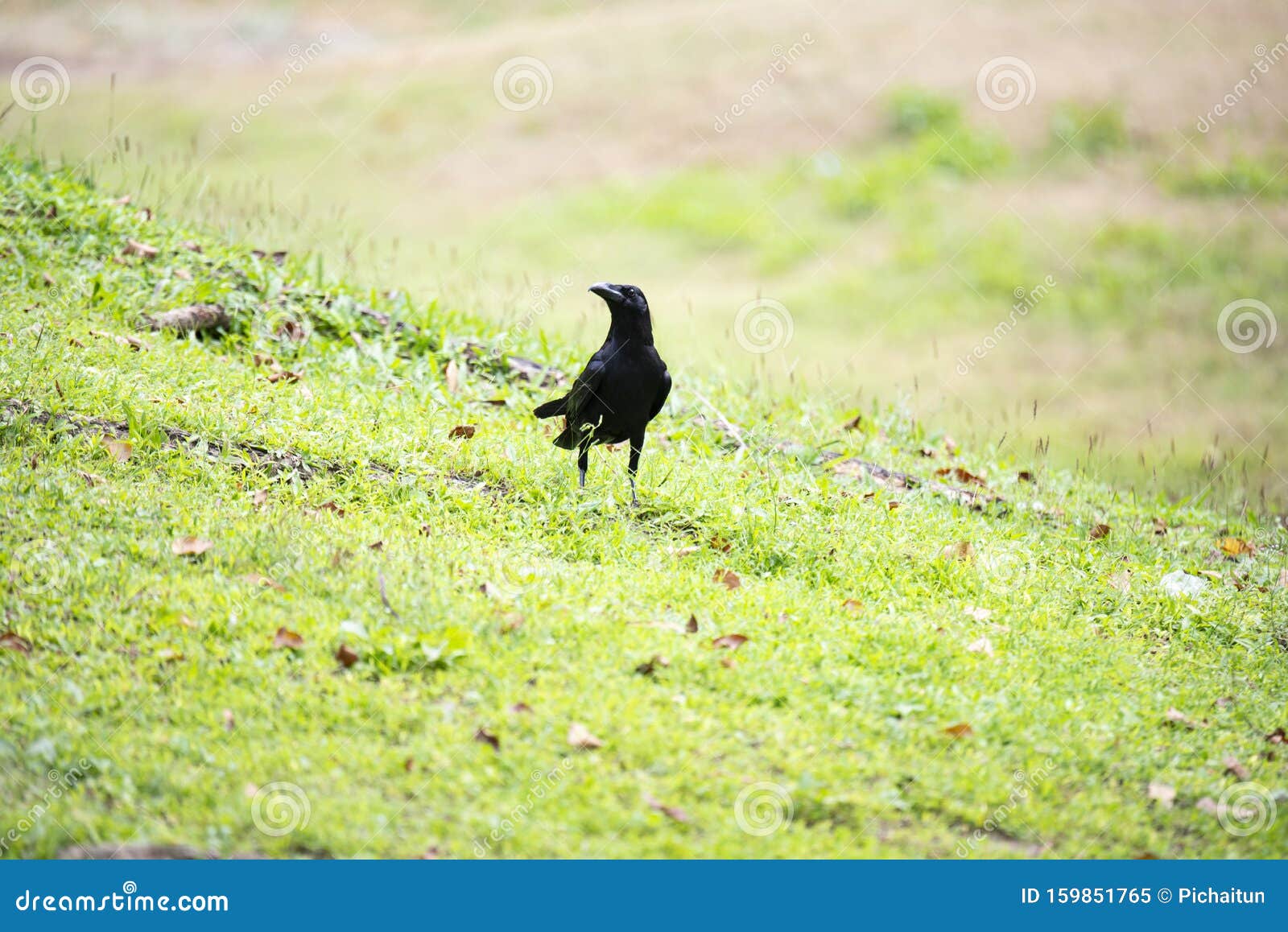 Eastern Jungle Crow stock image. Image of standing, bill - 159851765