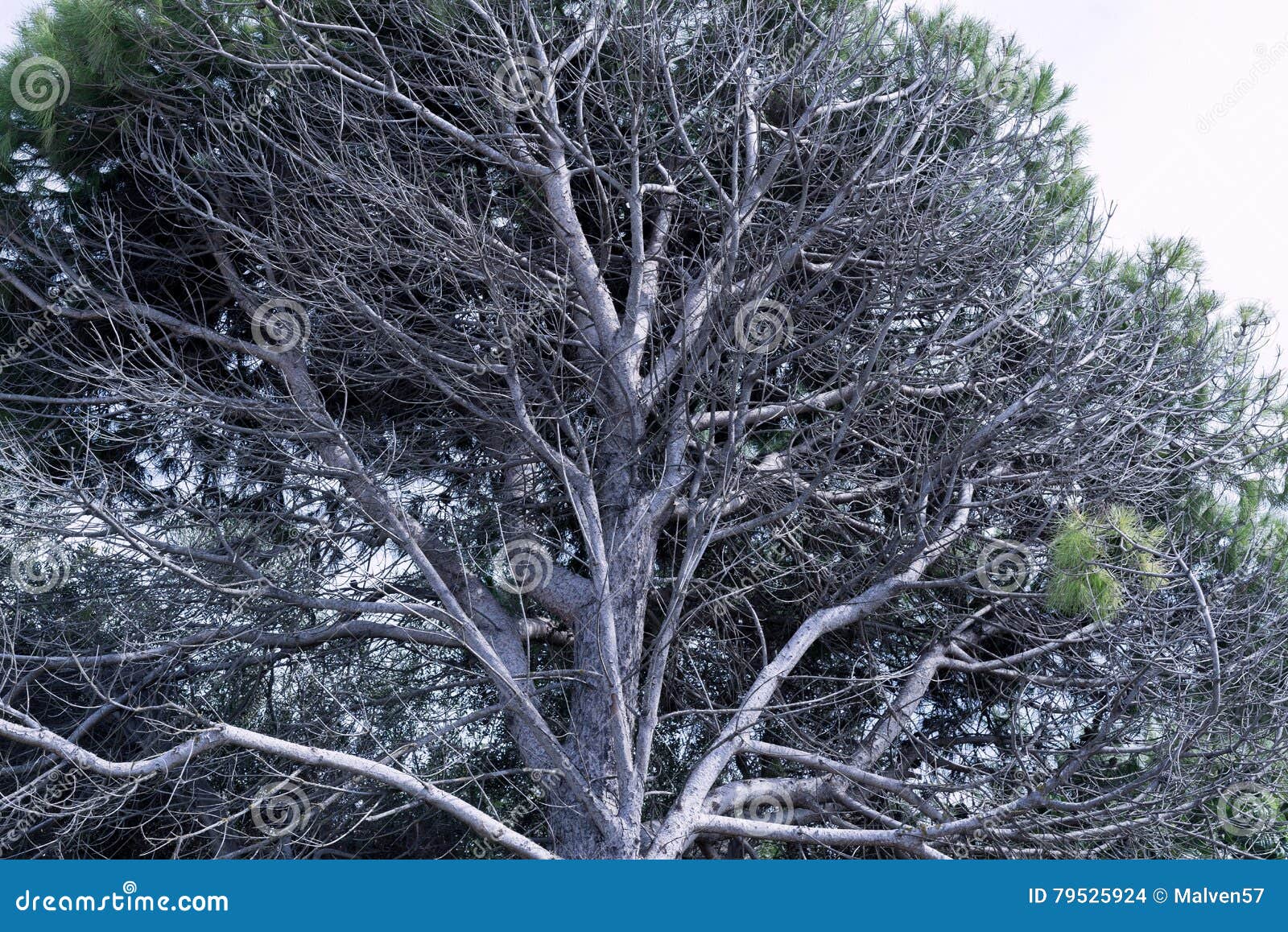 Big Crown of an Old Coniferous Tree Stock Photo - Image of branches ...