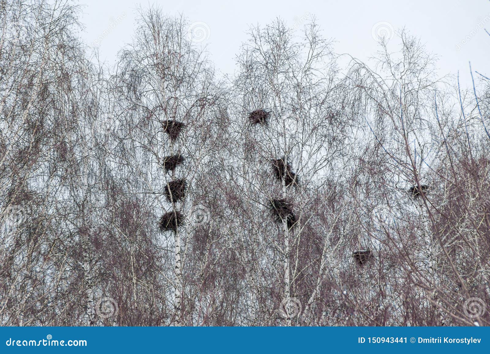 Big Crows Nests on Trees in Early Spring Stock Image - Image of ...