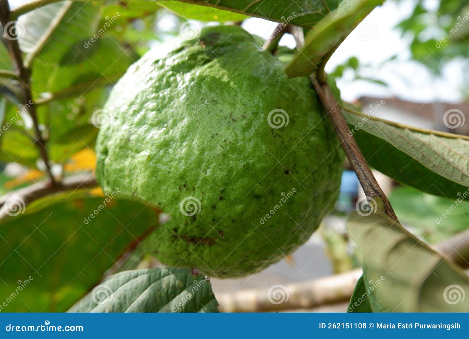 Big crystal guava on tree stock photo. Image of food - 262151108