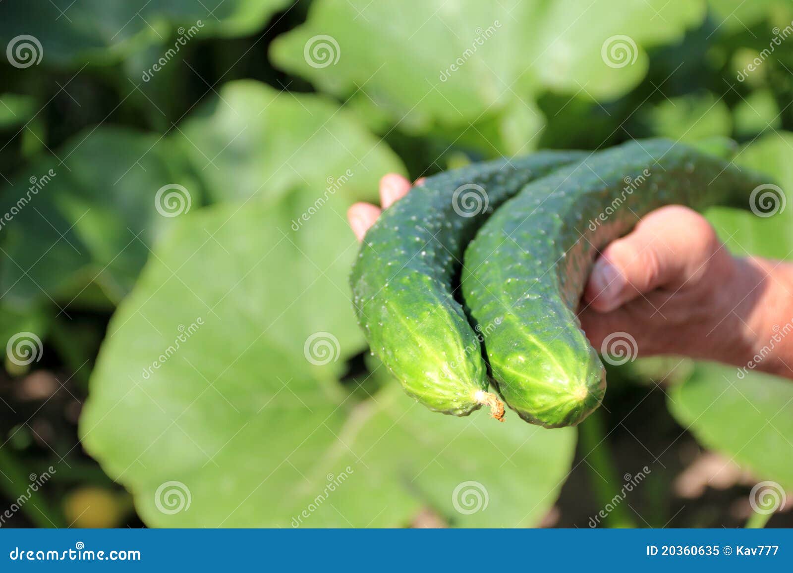 Big Cucumber in a Hand of Farmer Stock Image - Image of hold, handful ...