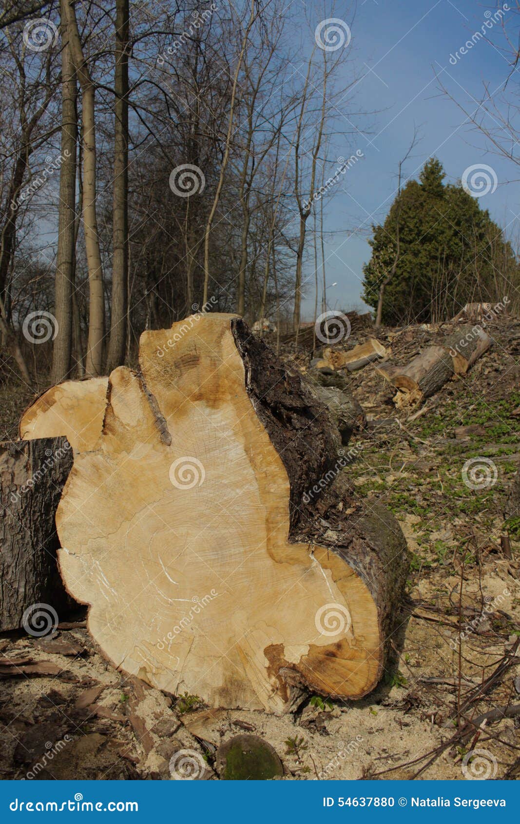 Big cut down tree stock photo. Image of timber, construction - 54637880