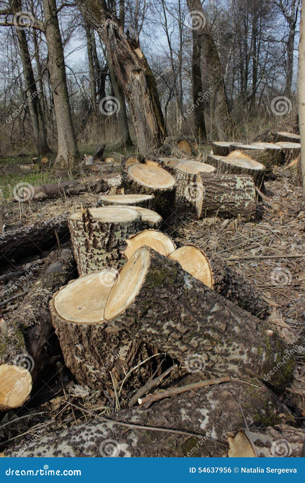 Big cut down tree stock photo. Image of sawing, ground - 54637956
