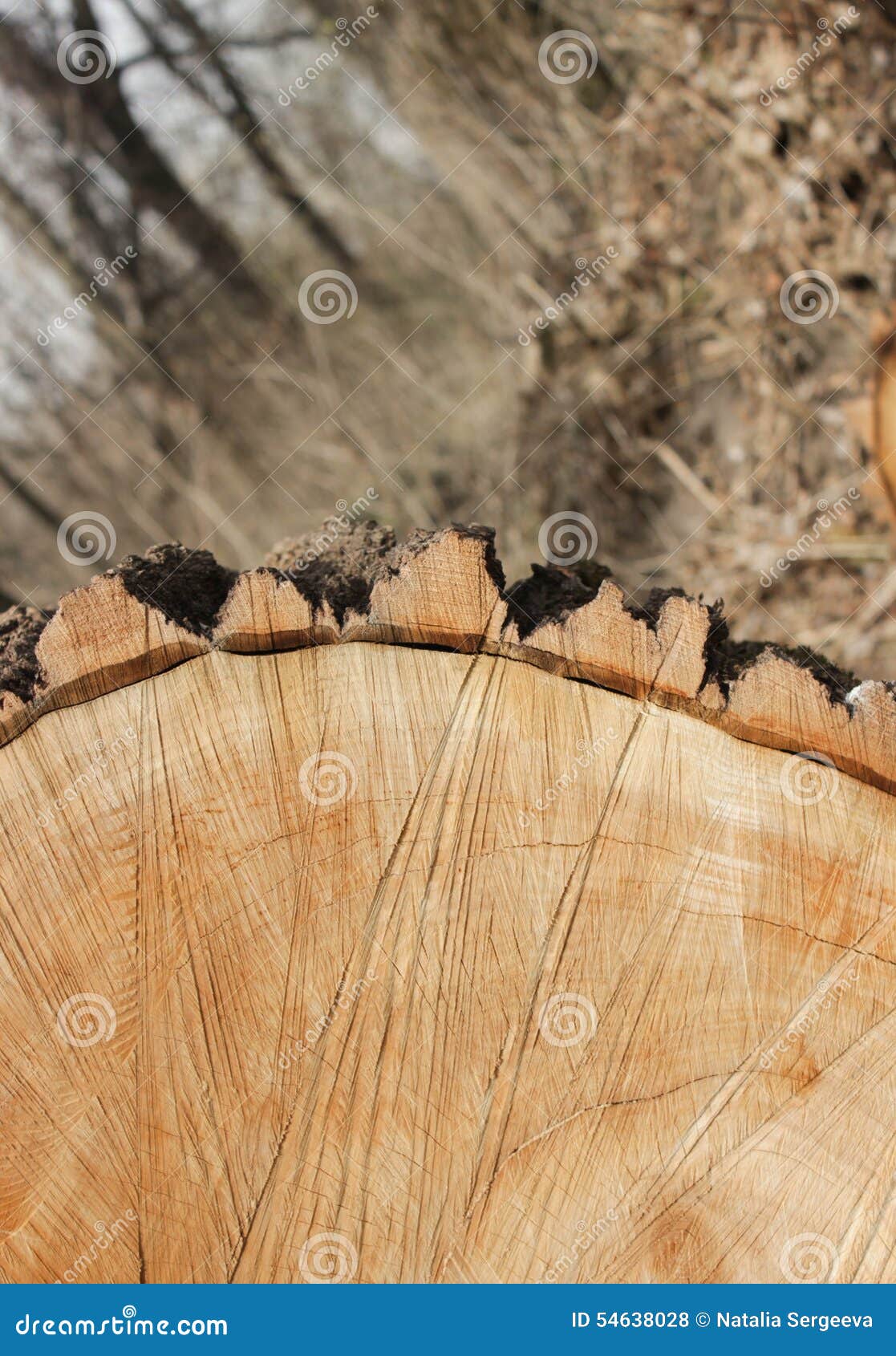 Big cut down tree stock photo. Image of cutting, ground - 54638028