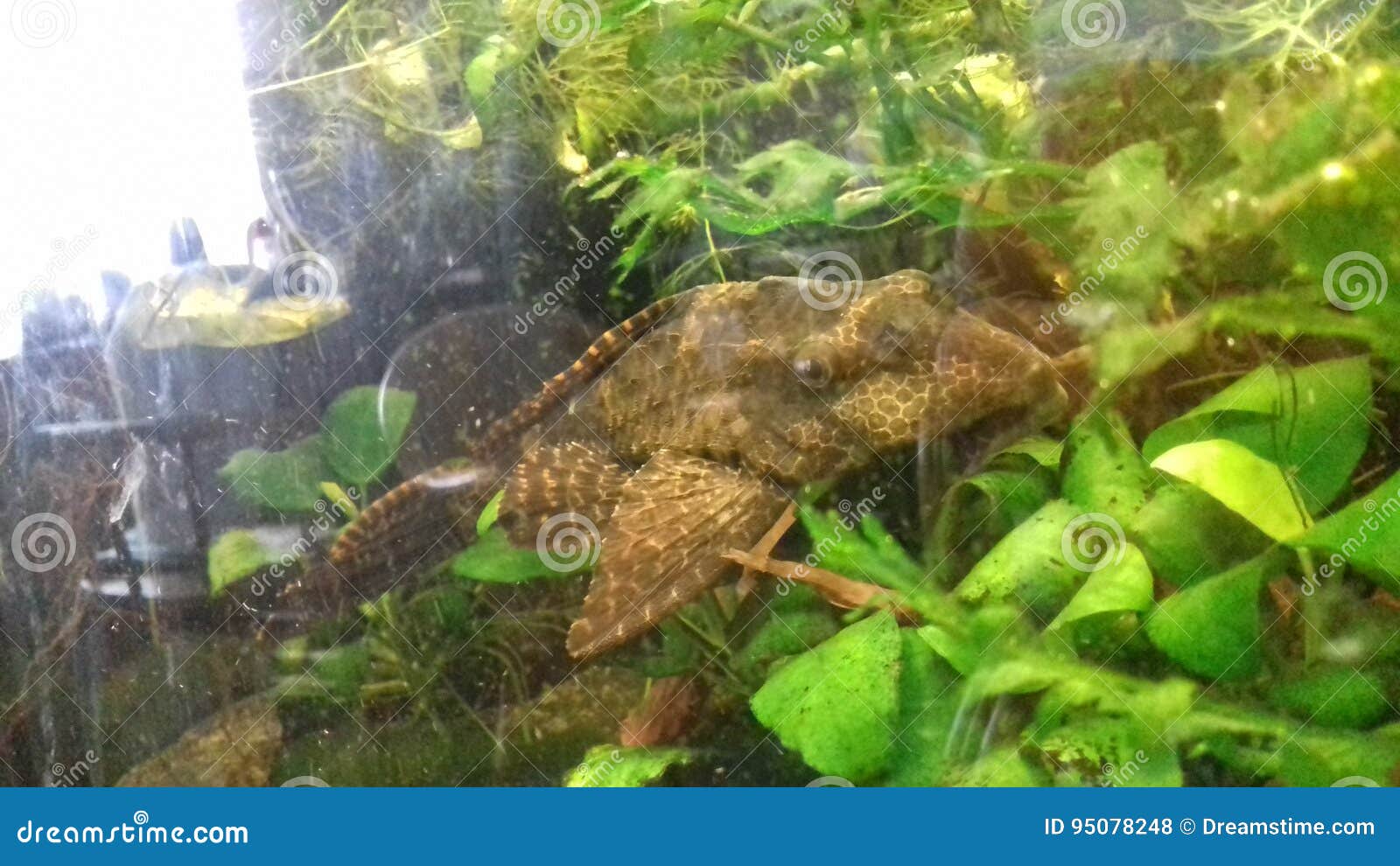 Glonojad Stock Photos - Free & Royalty-Free Stock Photos from Dreamstime