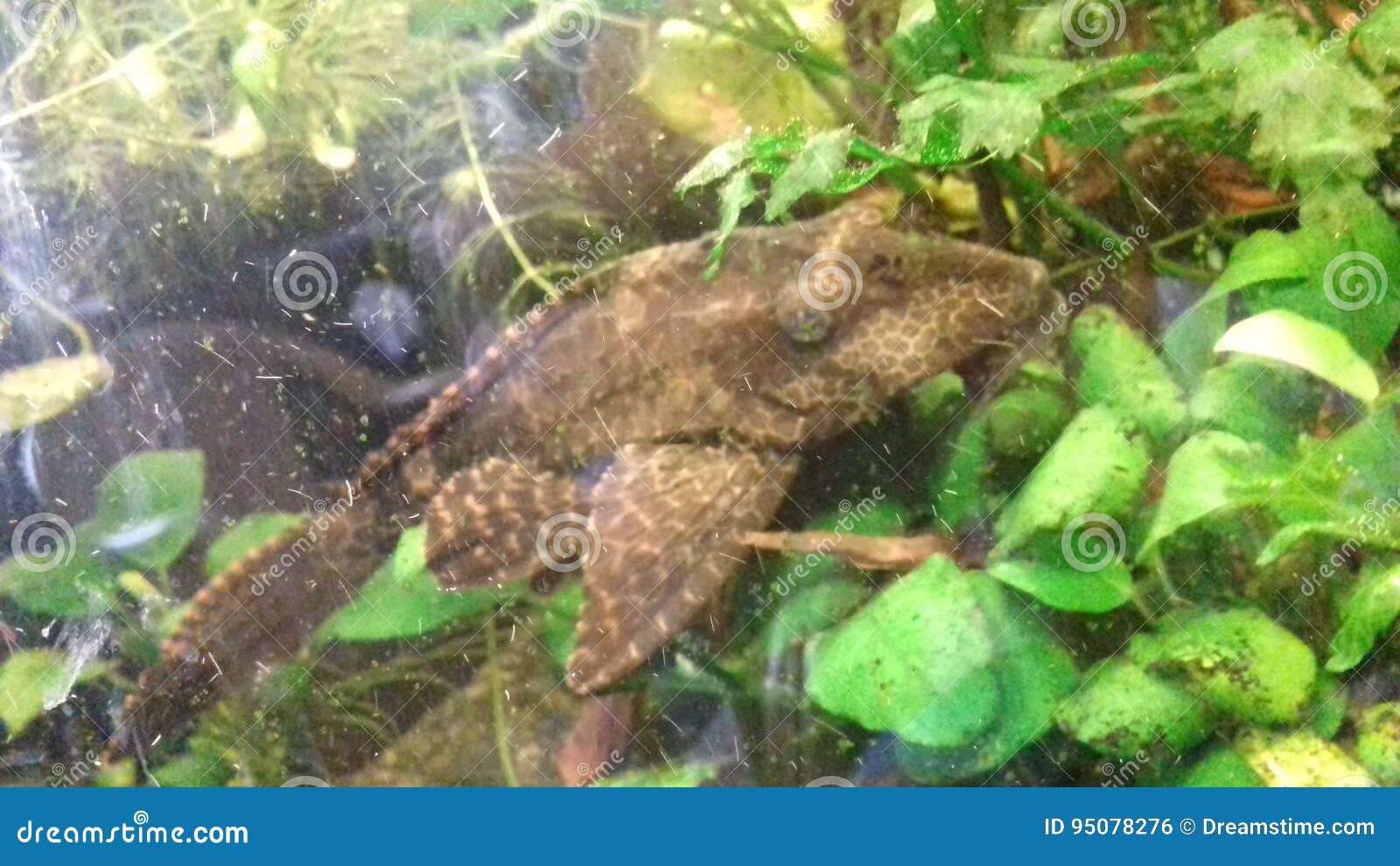 Big Cute Fish stock photo. Image of amphibian, aquarium - 95078276