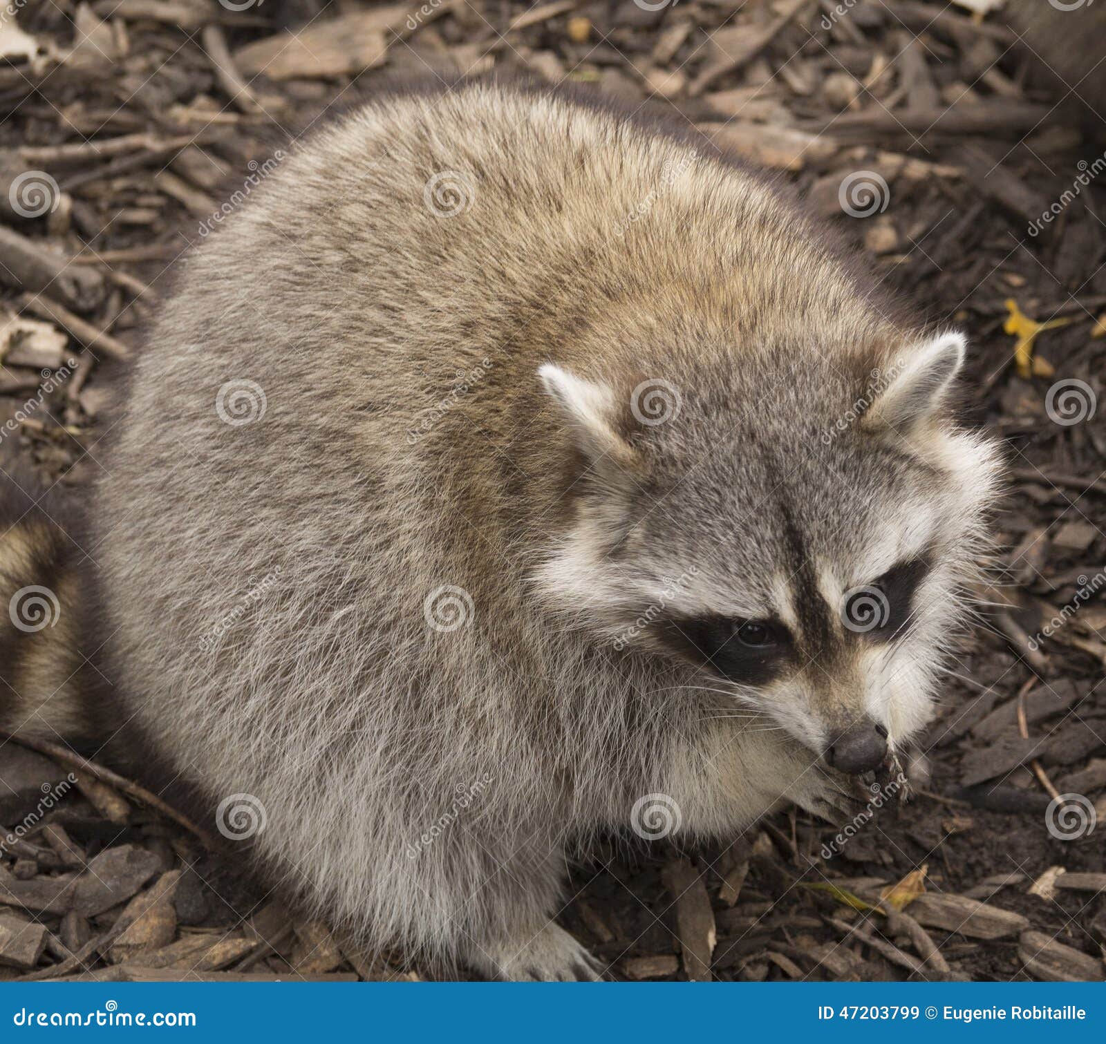 Big and Cute Raccoon Eating Stock Image - Image of animal, montreal ...